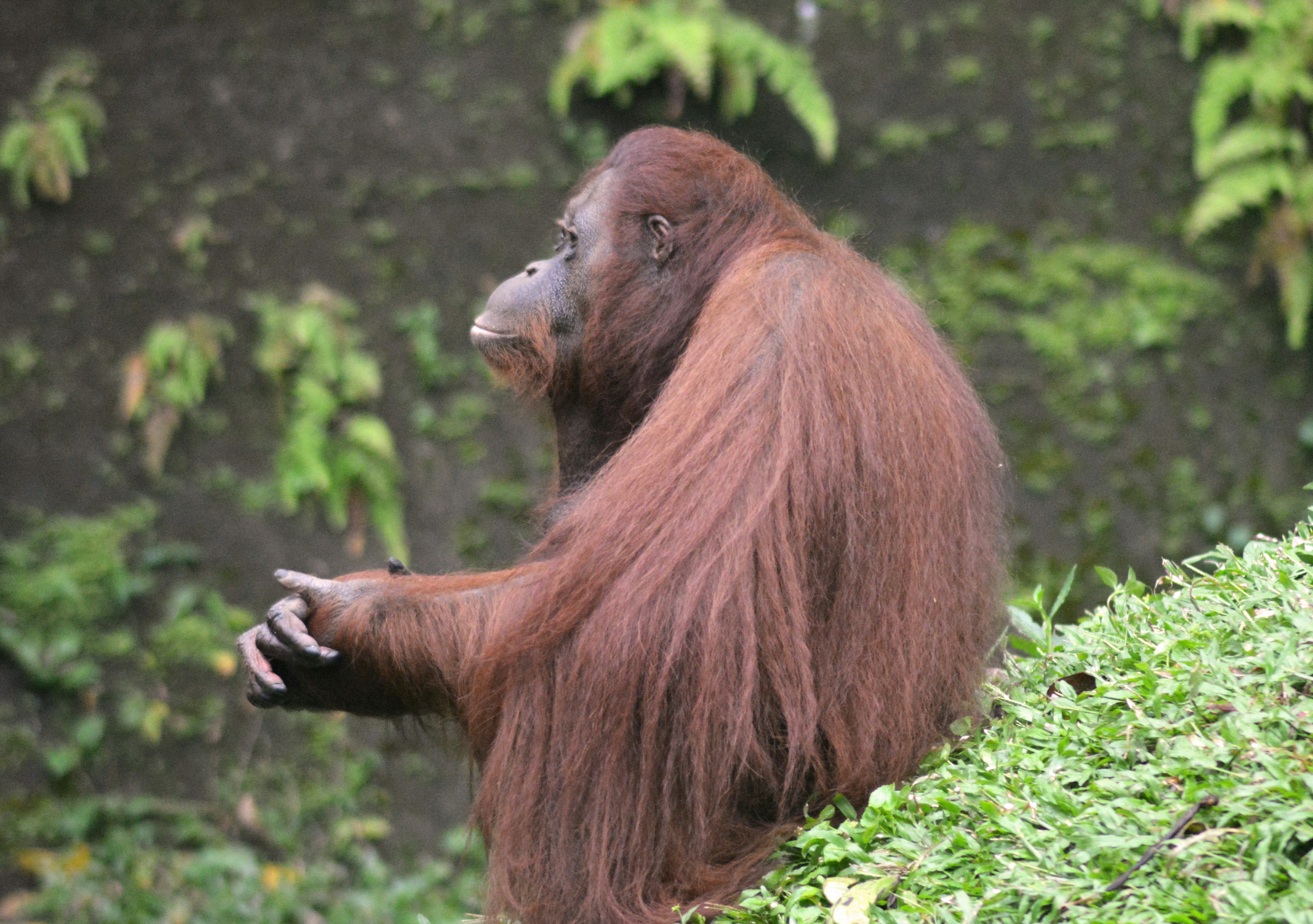 A large brown gorilla sitting on top of a lush green hillside photo ...