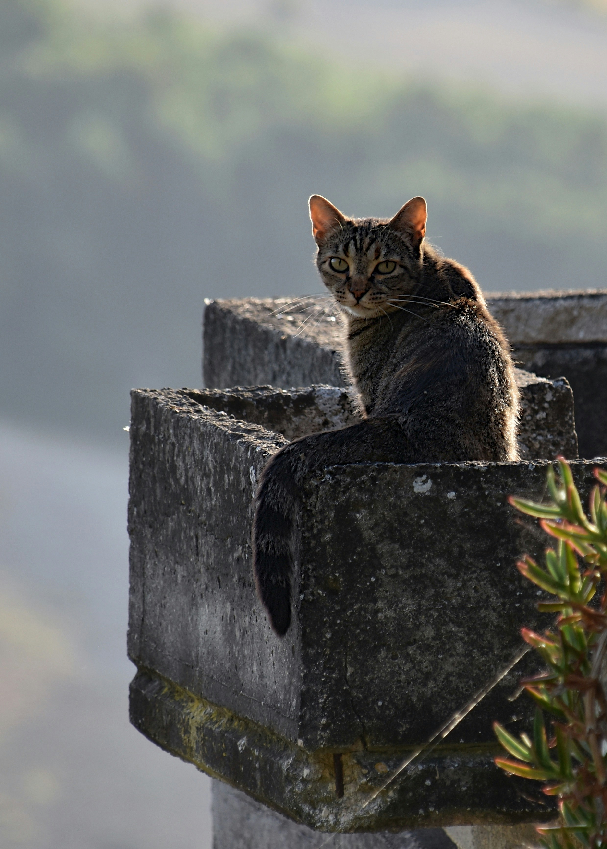 Cat on a Concrete Perch: Morning Watch from a Rooftop Edge