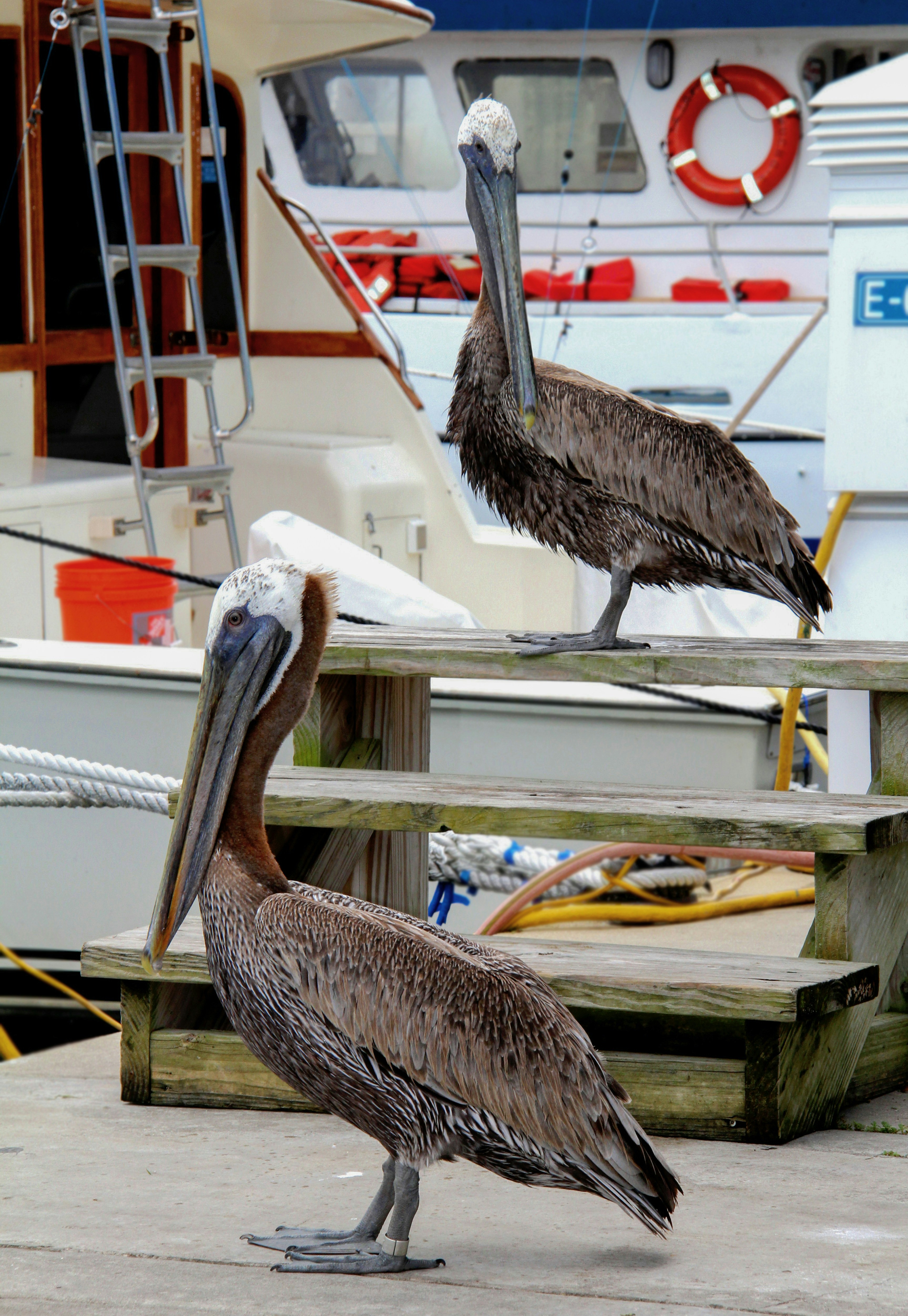 Dockside Grace: Pelicans Guard the Quiet Marina