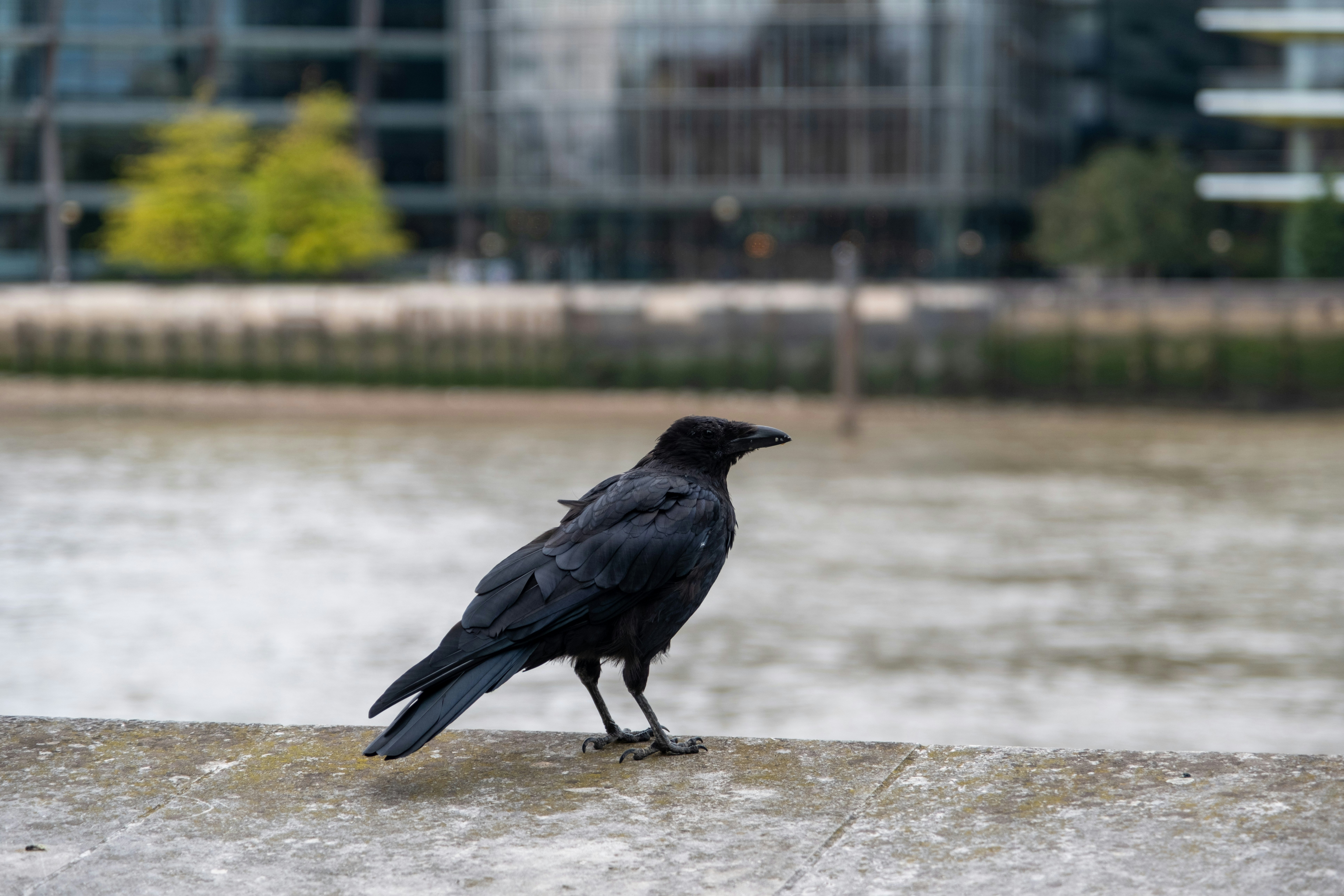Midday Crow on a Weathered Riverside Rail, Glass Towers Loom in the Distance