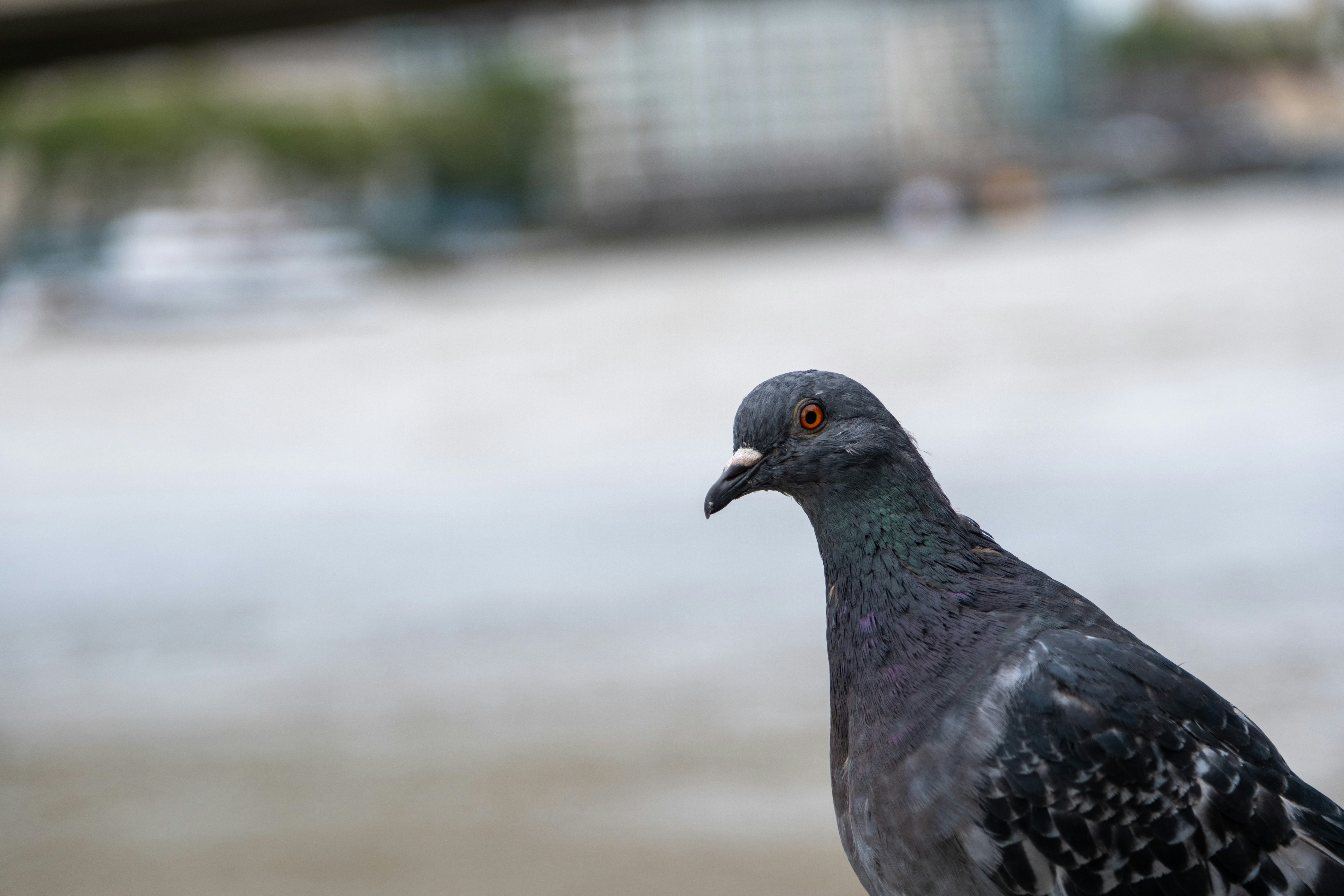 A close up of a pigeon