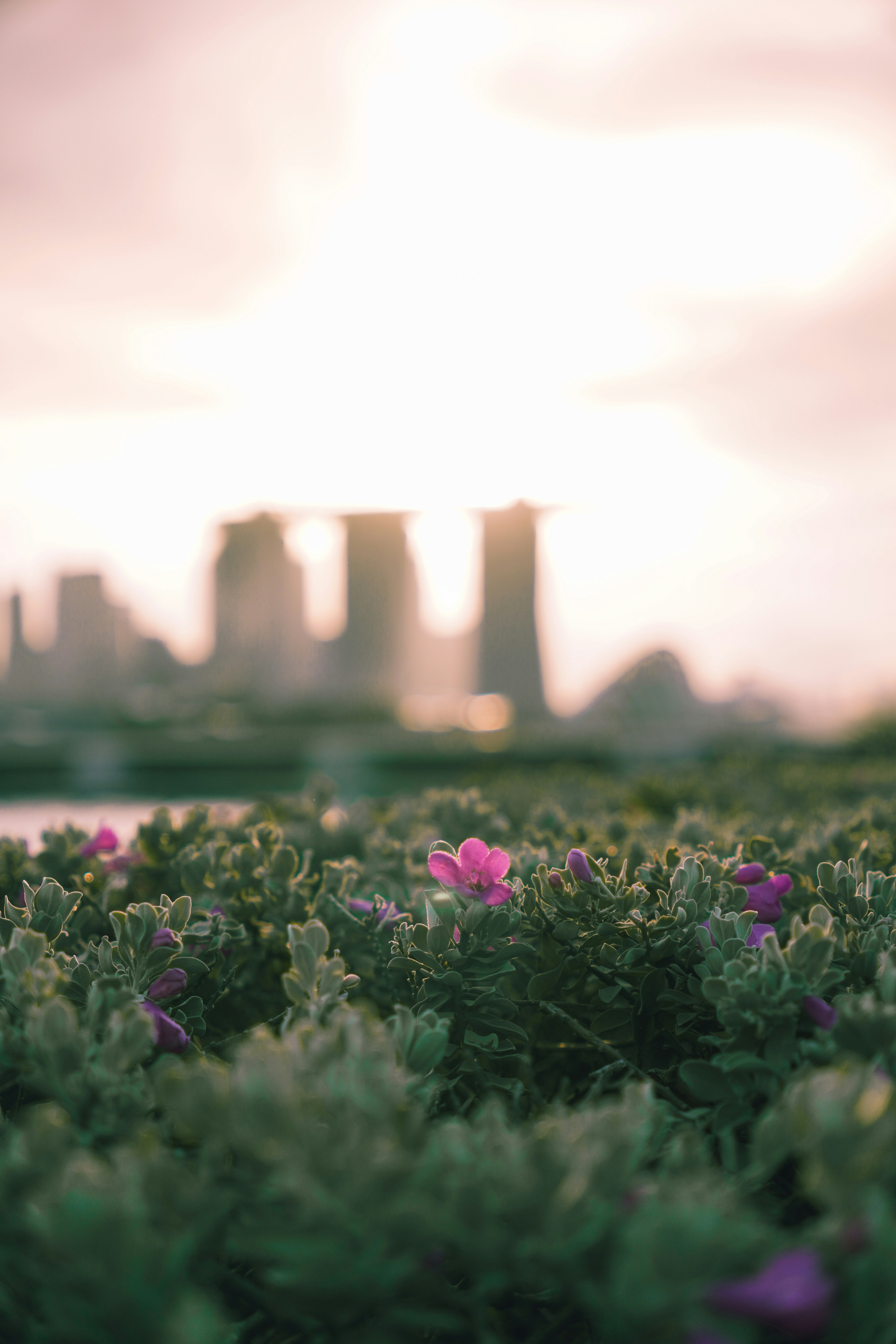 Blurred Skyline Bloom: Pink Flowers in the Foreground with City Backdrop
