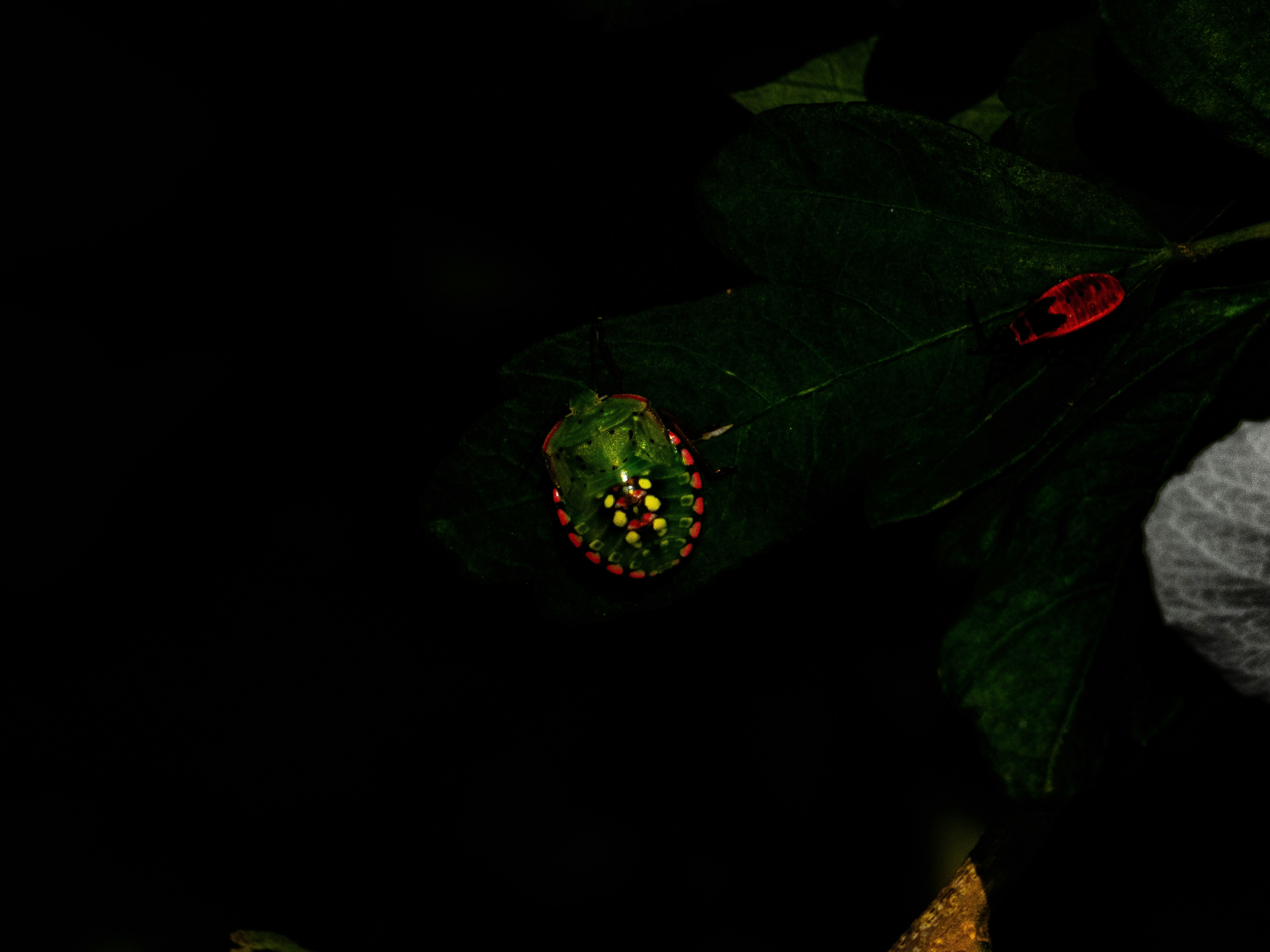 Emerald Shield on a Shadowed Leaf: A Tiny Insect in Focus