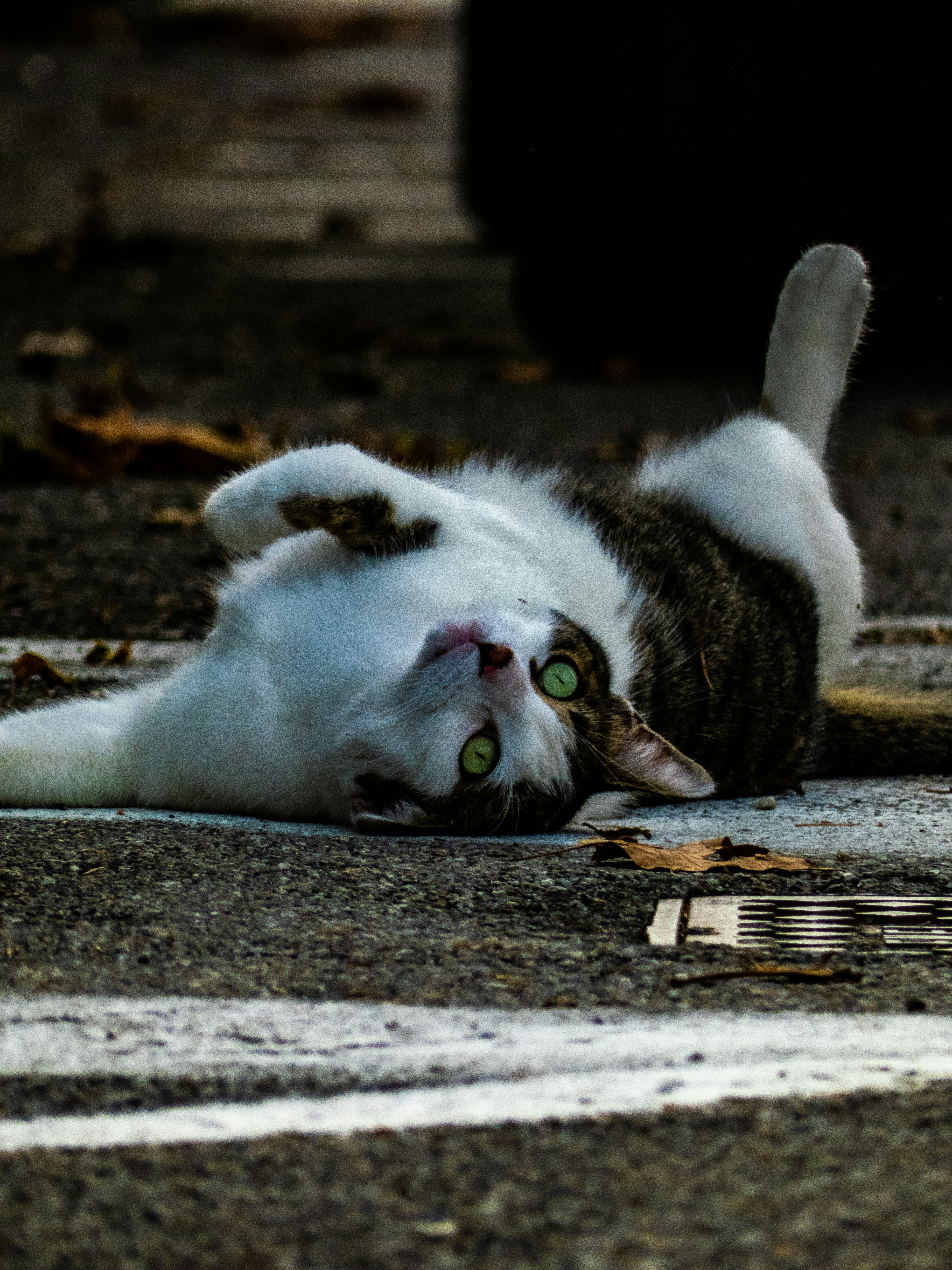 Wide-Eyed Whimsy: A Playful Cat Sprawled in the Street Light