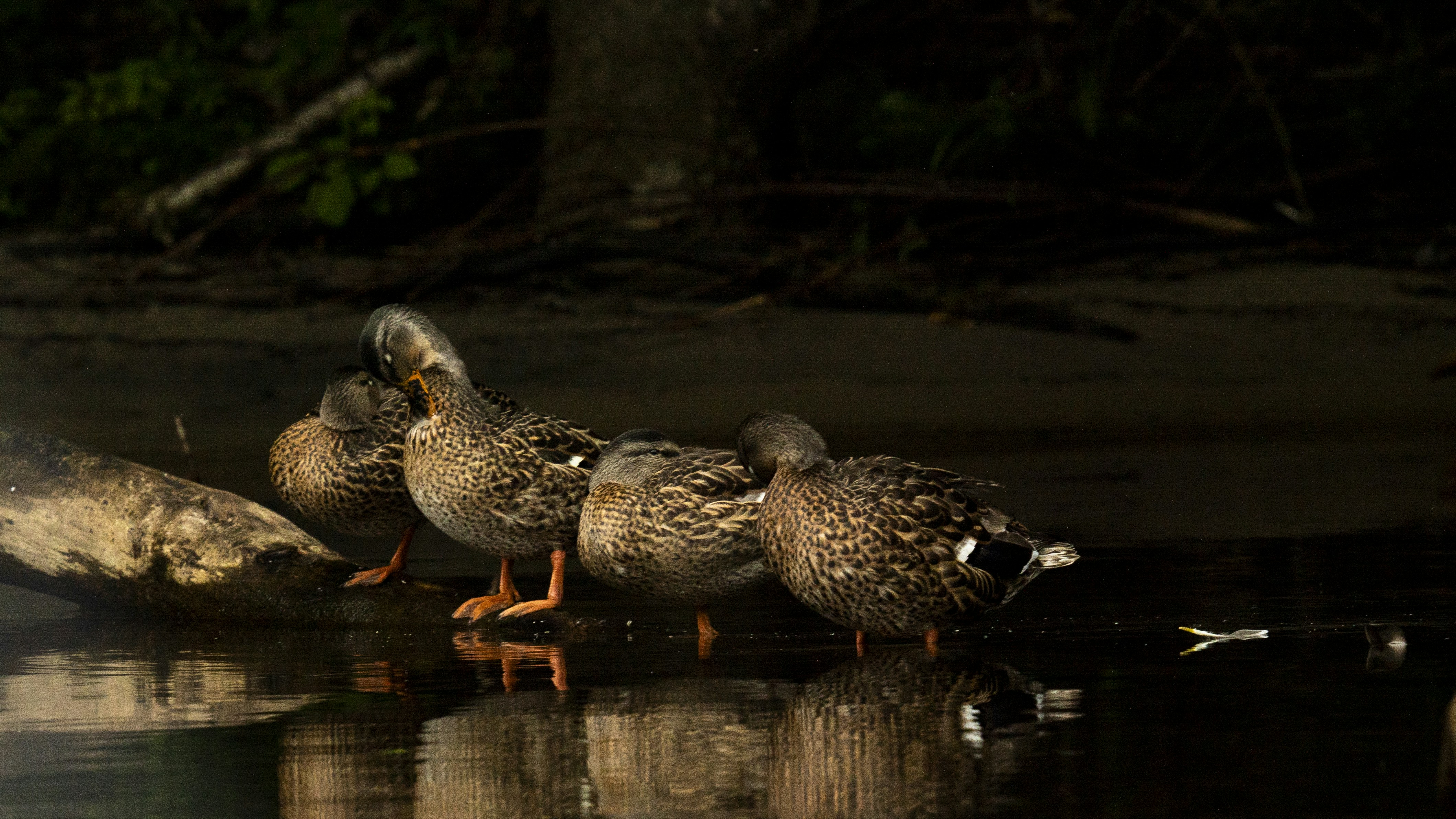 Edge of Dusk: Three Mallards Pause on a Quiet Riverbank