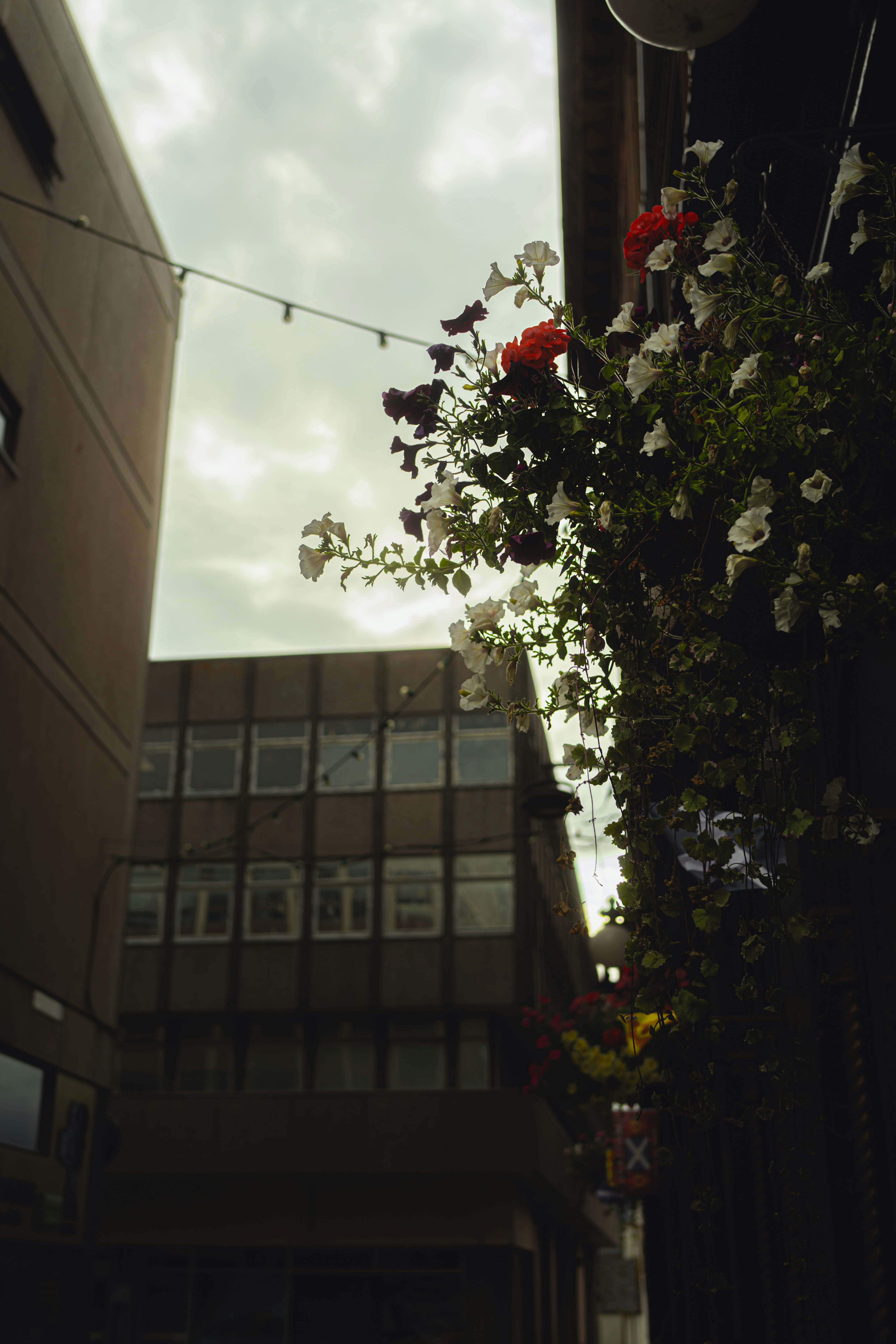 a bunch of flowers hanging from the side of a building