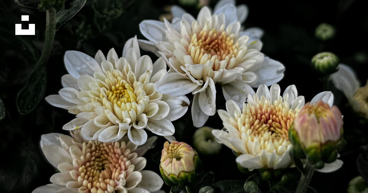 Un bouquet de fleurs blanches et jaunes dans un champ photo – Photo ... Un bouquet de fleurs blanches et jaunes dans un champ photo – Photo ...