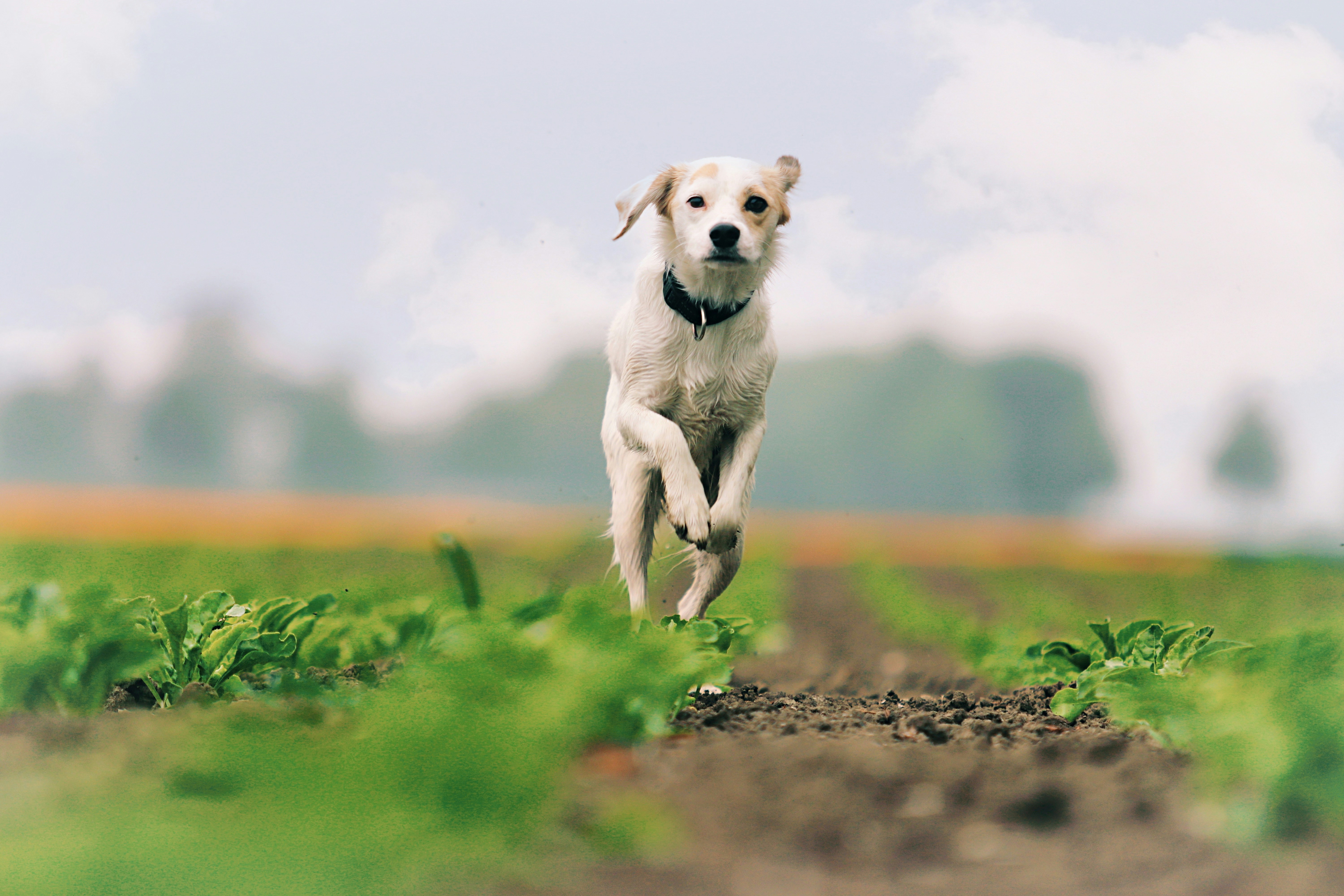 Un chien court dans un champ de laitue photo – Image gratuite de Chiot ...