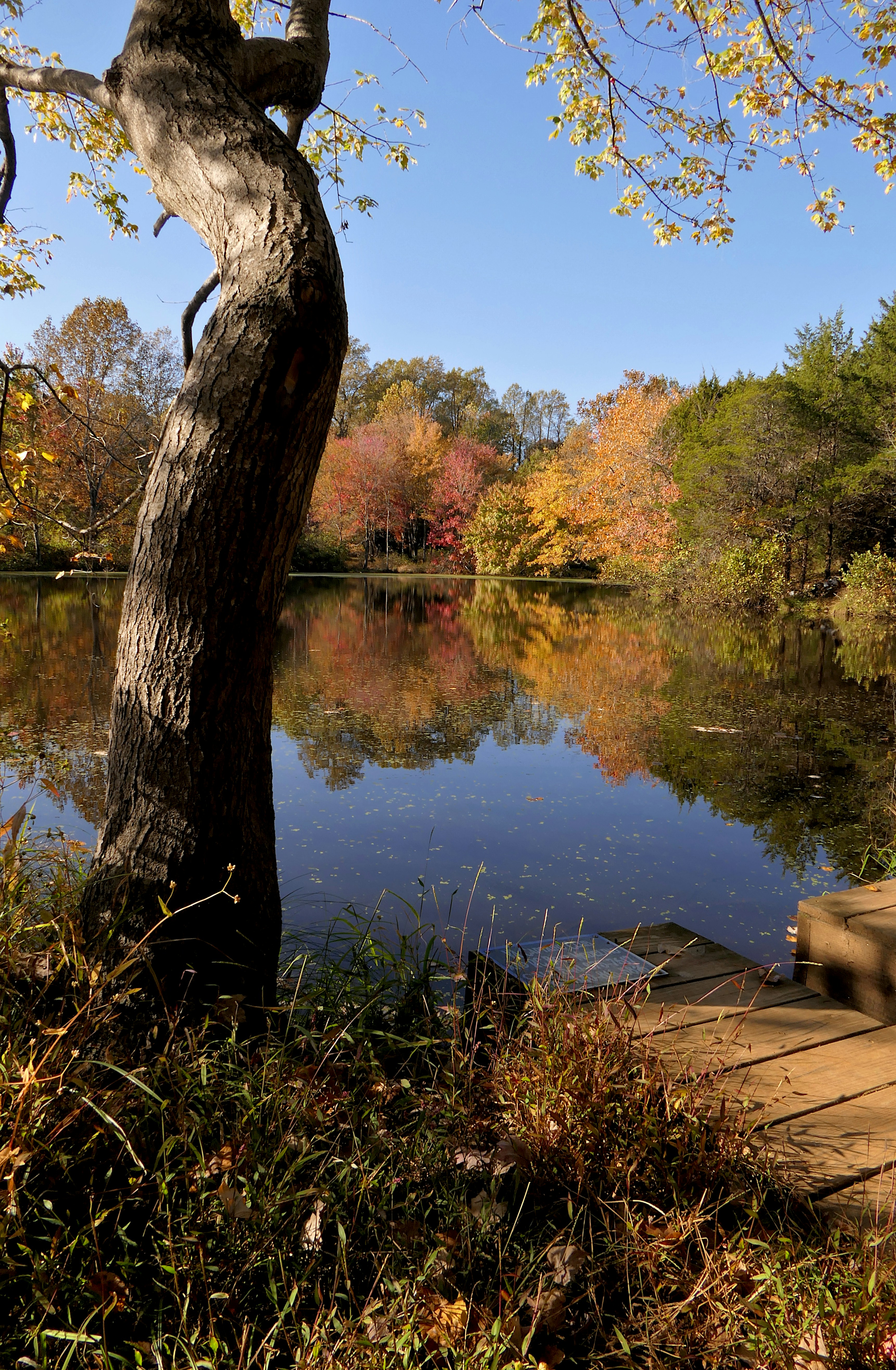 neighborhood park lake with autumn reflections