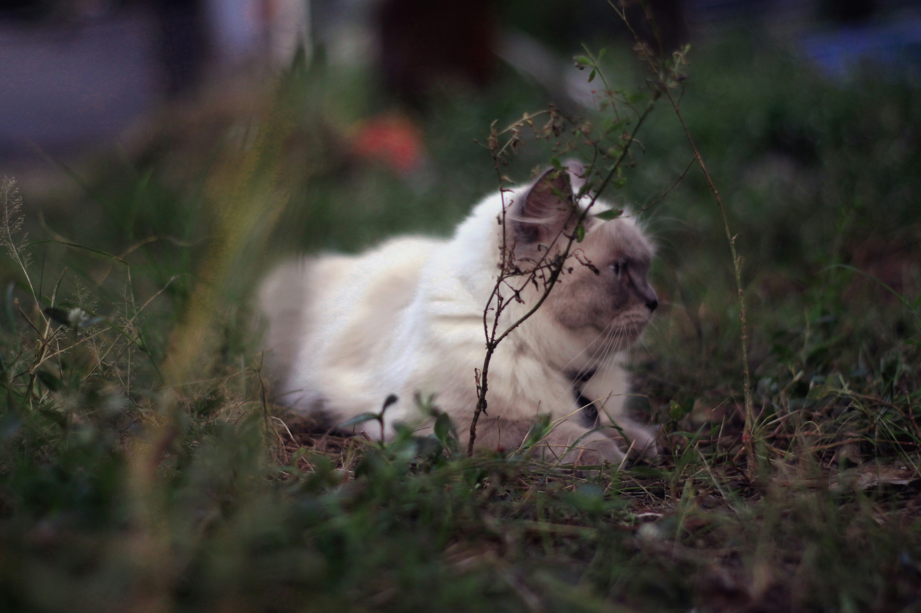 Hidden in the Garden: A Cat Resting Among Quiet Grass