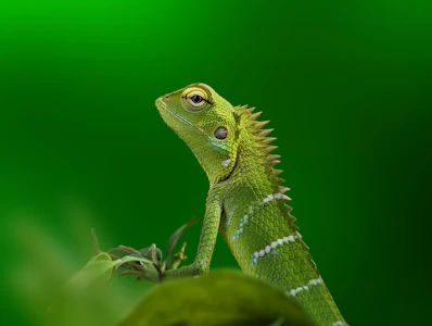 Emerald Crest on a Leaf: Close-Up of a Spined Green Lizard