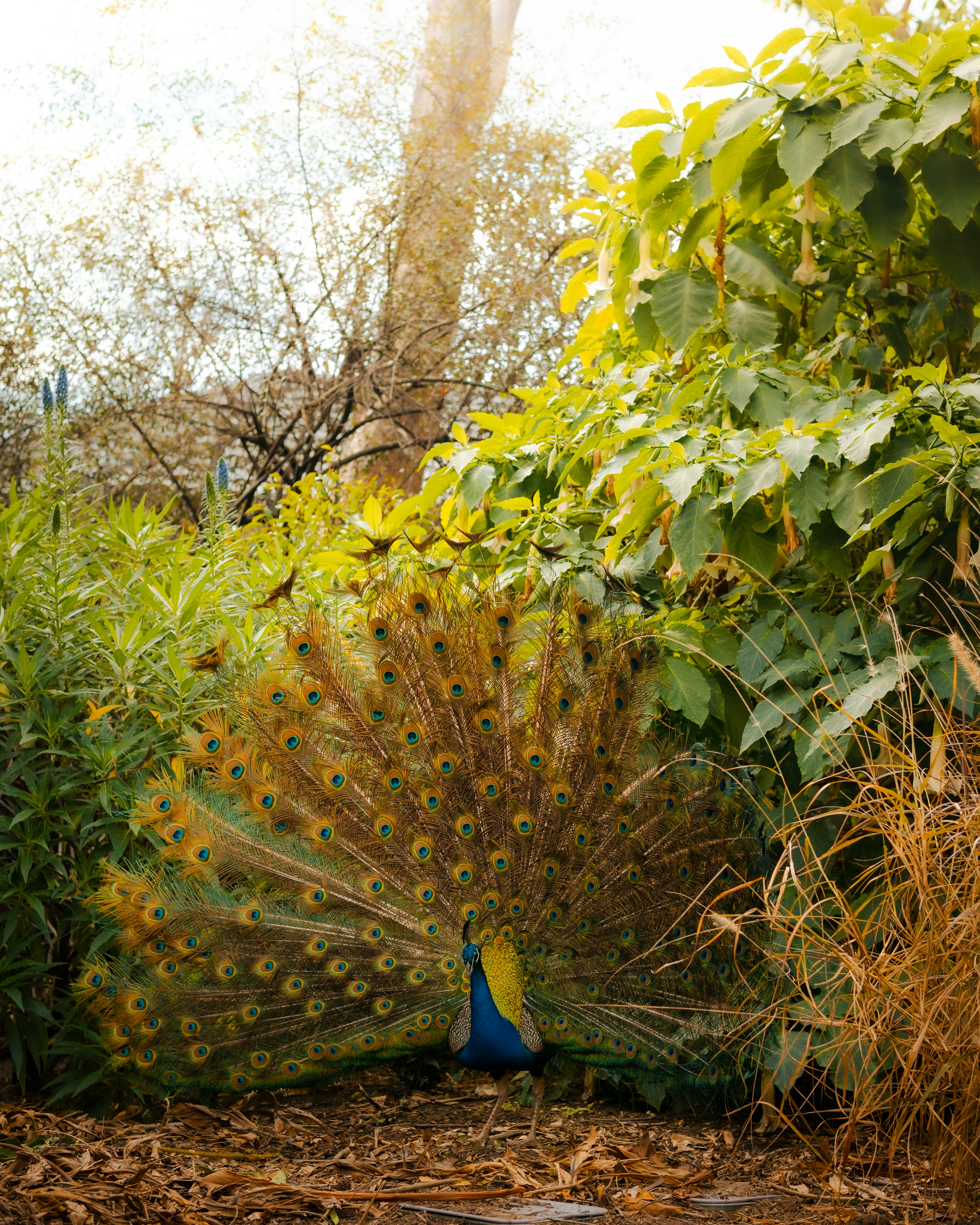 Peacock's Iridescent Fan Unfolded in a Lush Garden