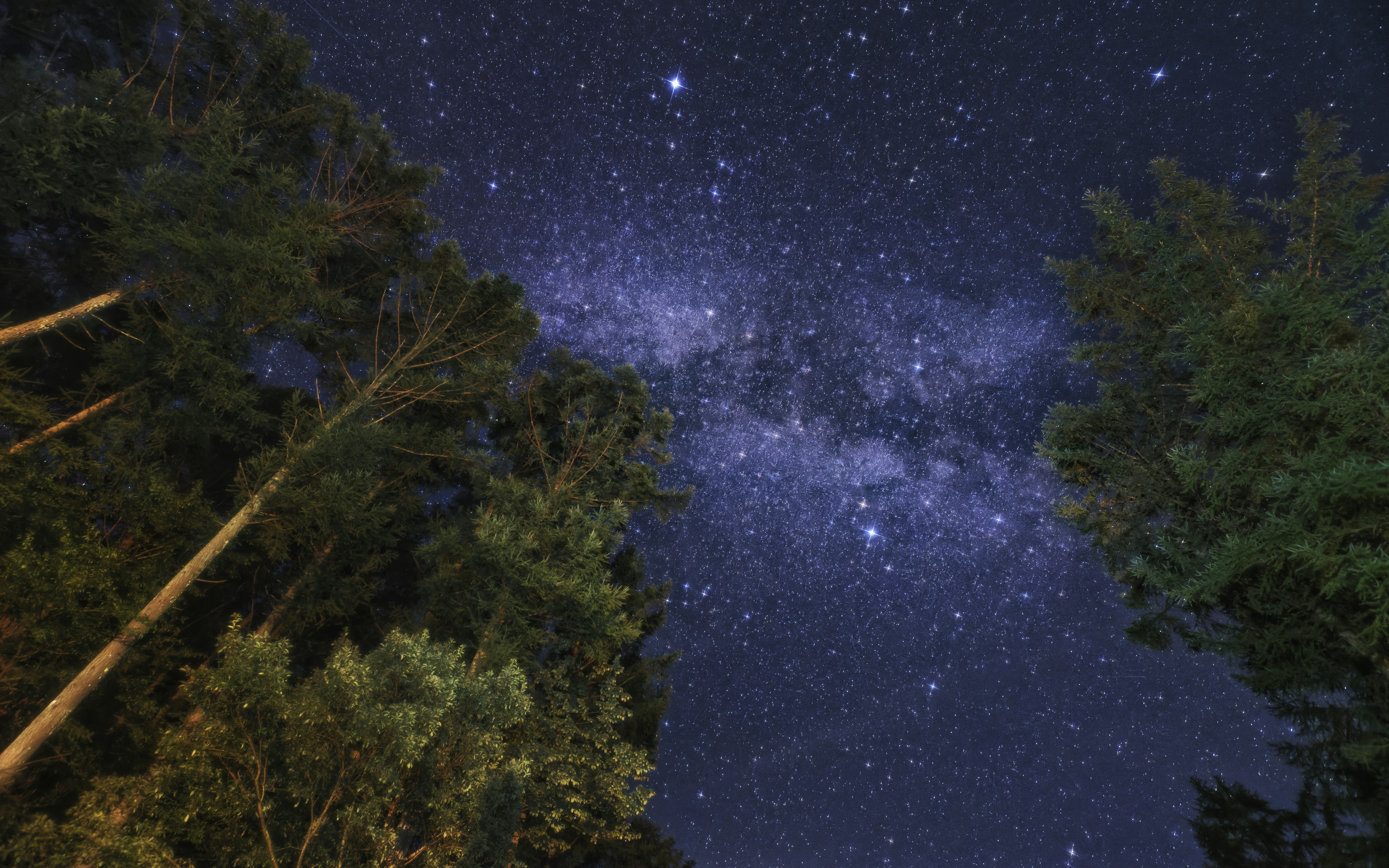 The night sky is filled with stars and trees photo – Free Nature Image ...