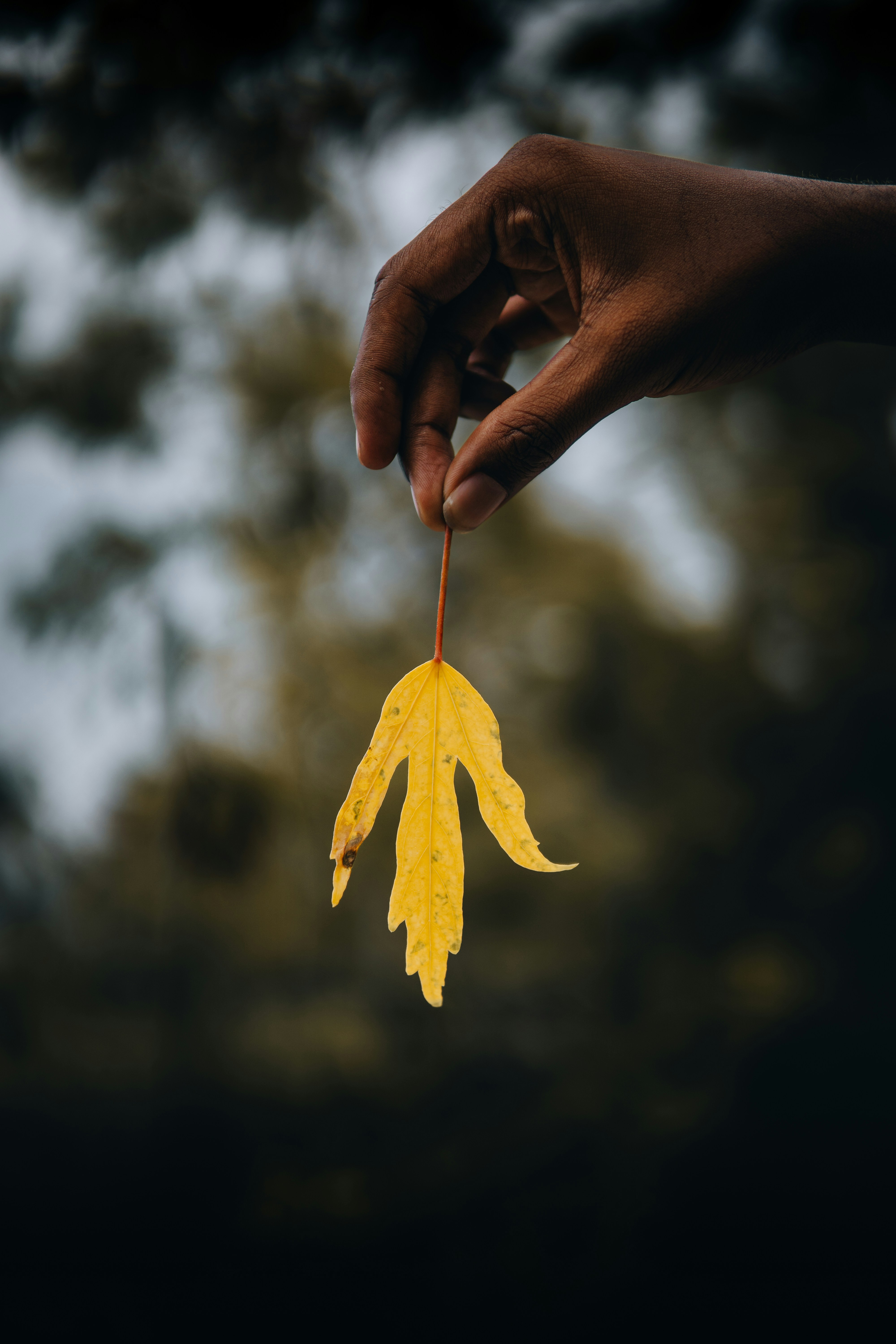The Quiet Fall: One Leaf in Focus