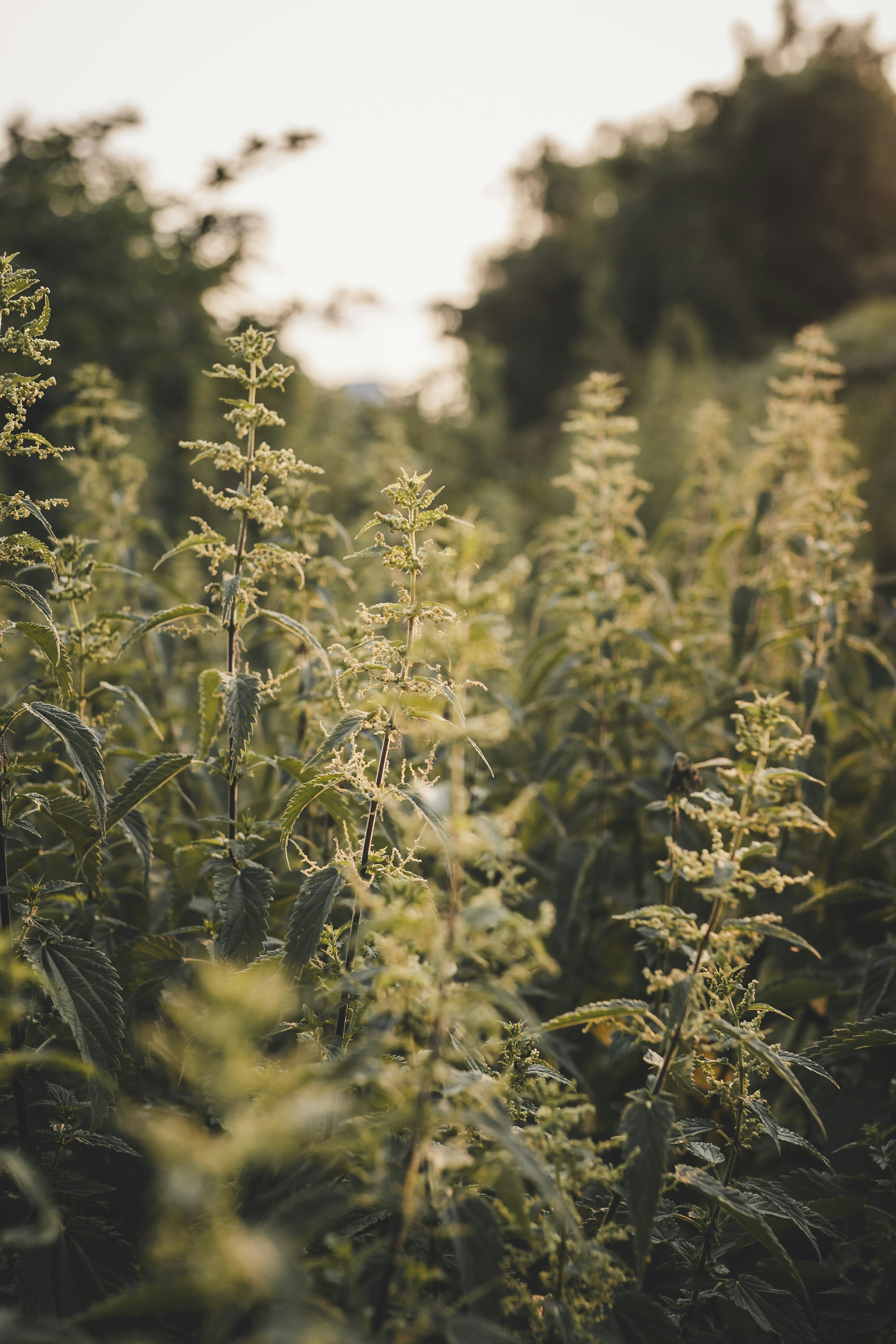 Golden Hour in a Sea of Tall Florals