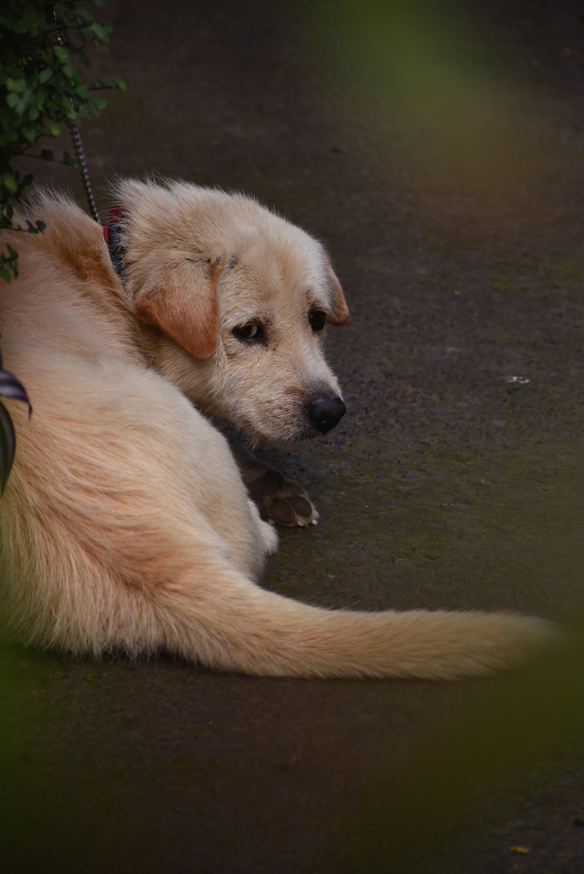 Animal Dog Pictures | Download Free Images on Unsplash