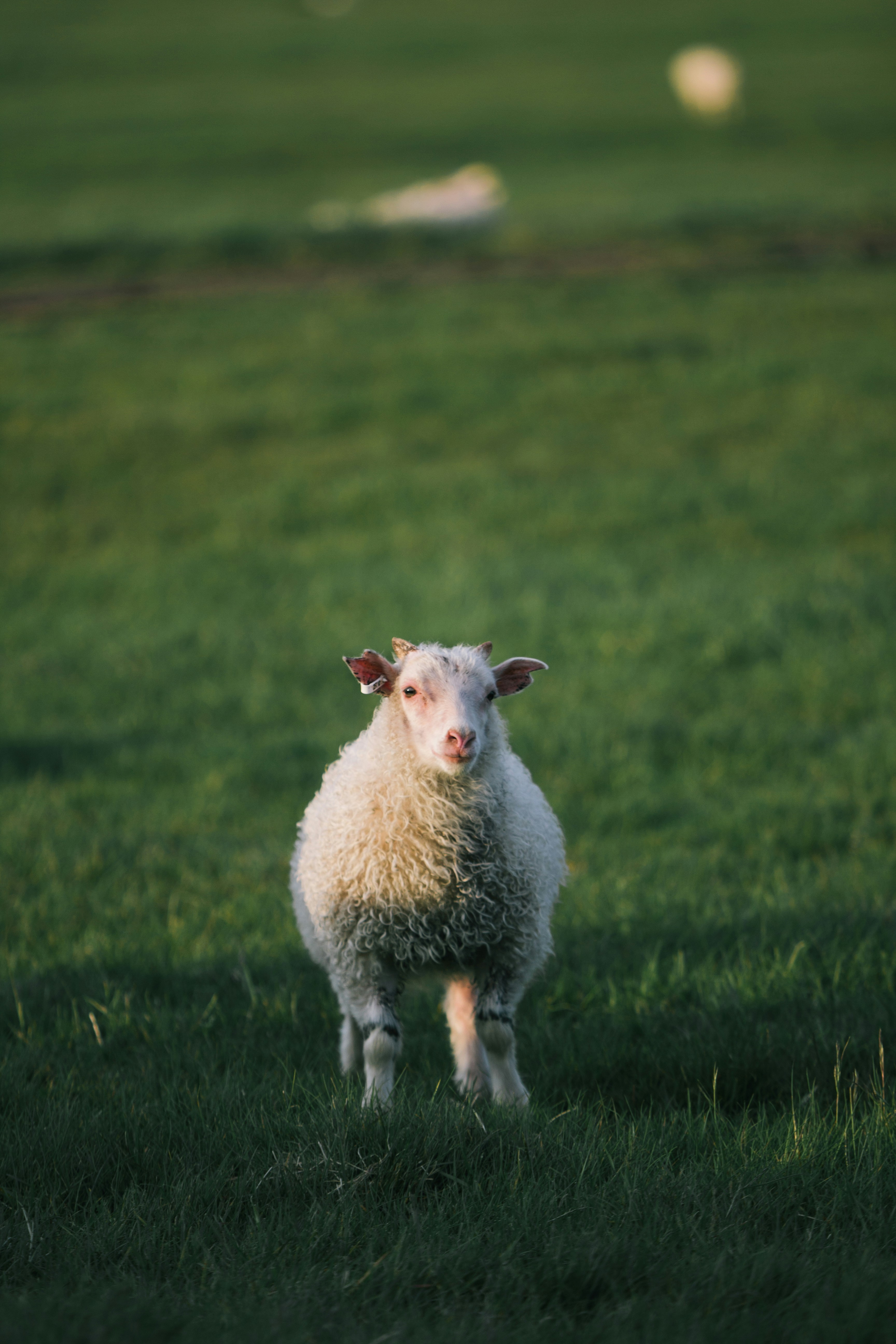 Cute Lamb | a sheep standing in a grassy field looking at the camera