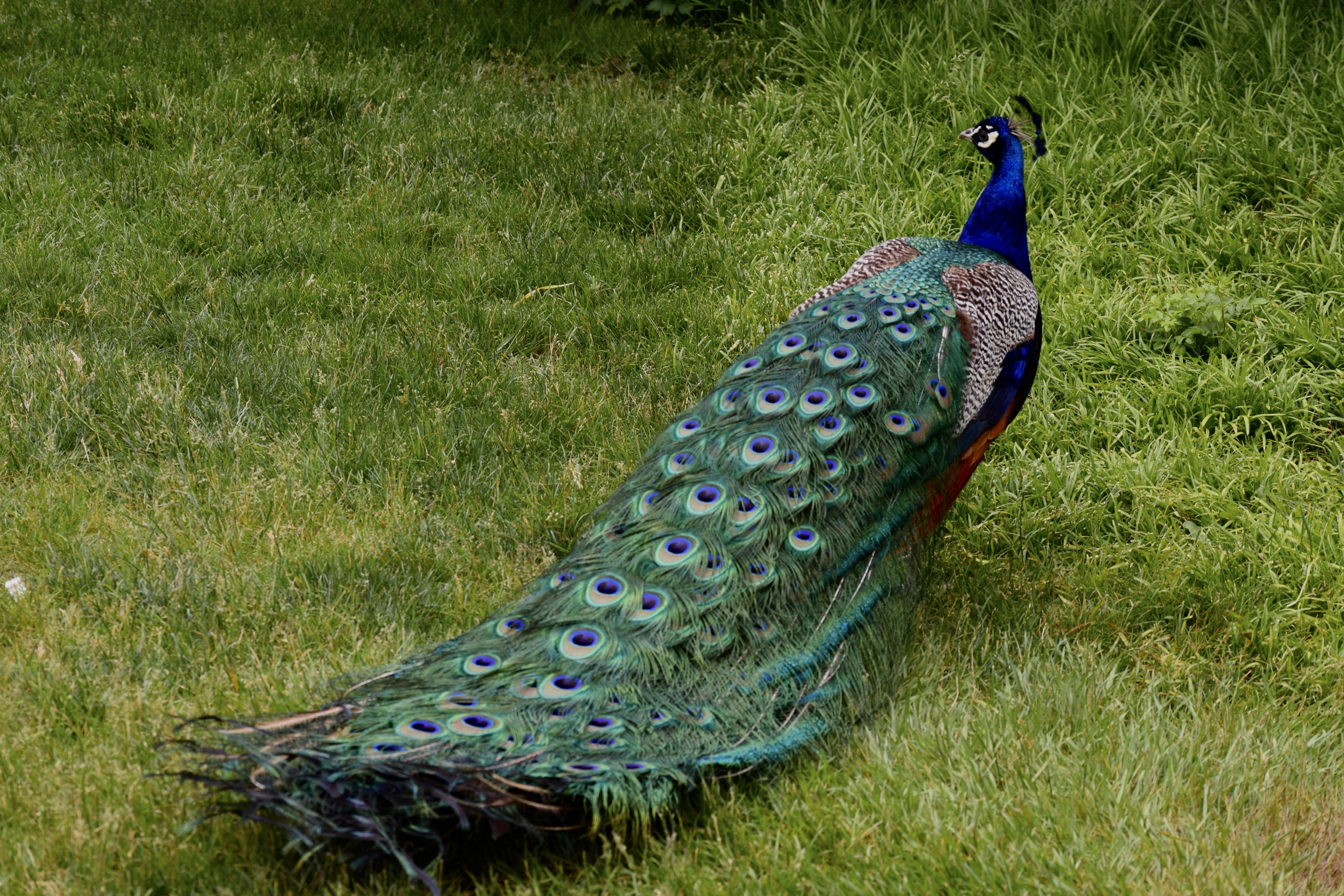 Emerald Crest on the Meadow: A Peacock’s Iridescent Trail