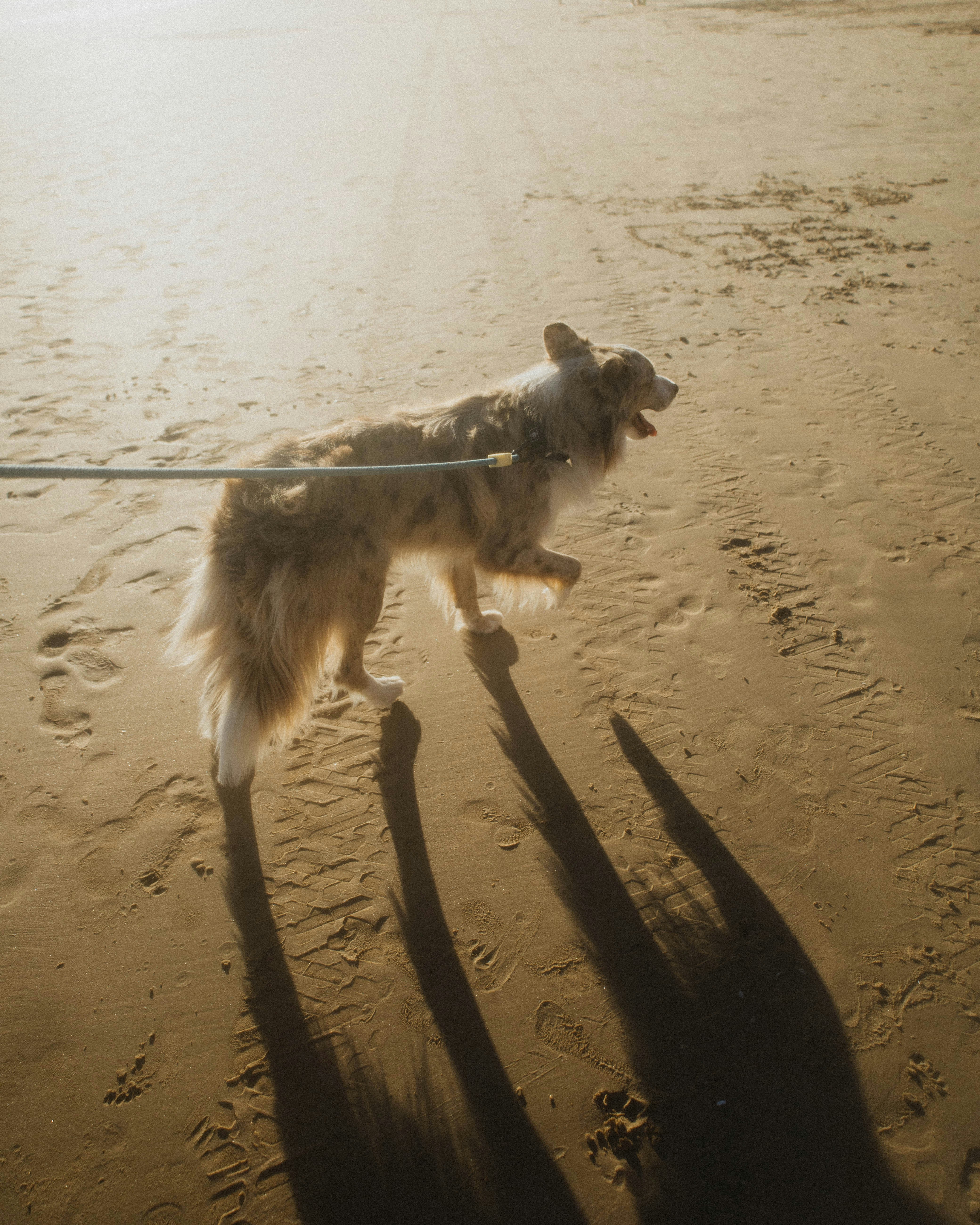 Dog Shadow Pictures | Download Free Images on Unsplash