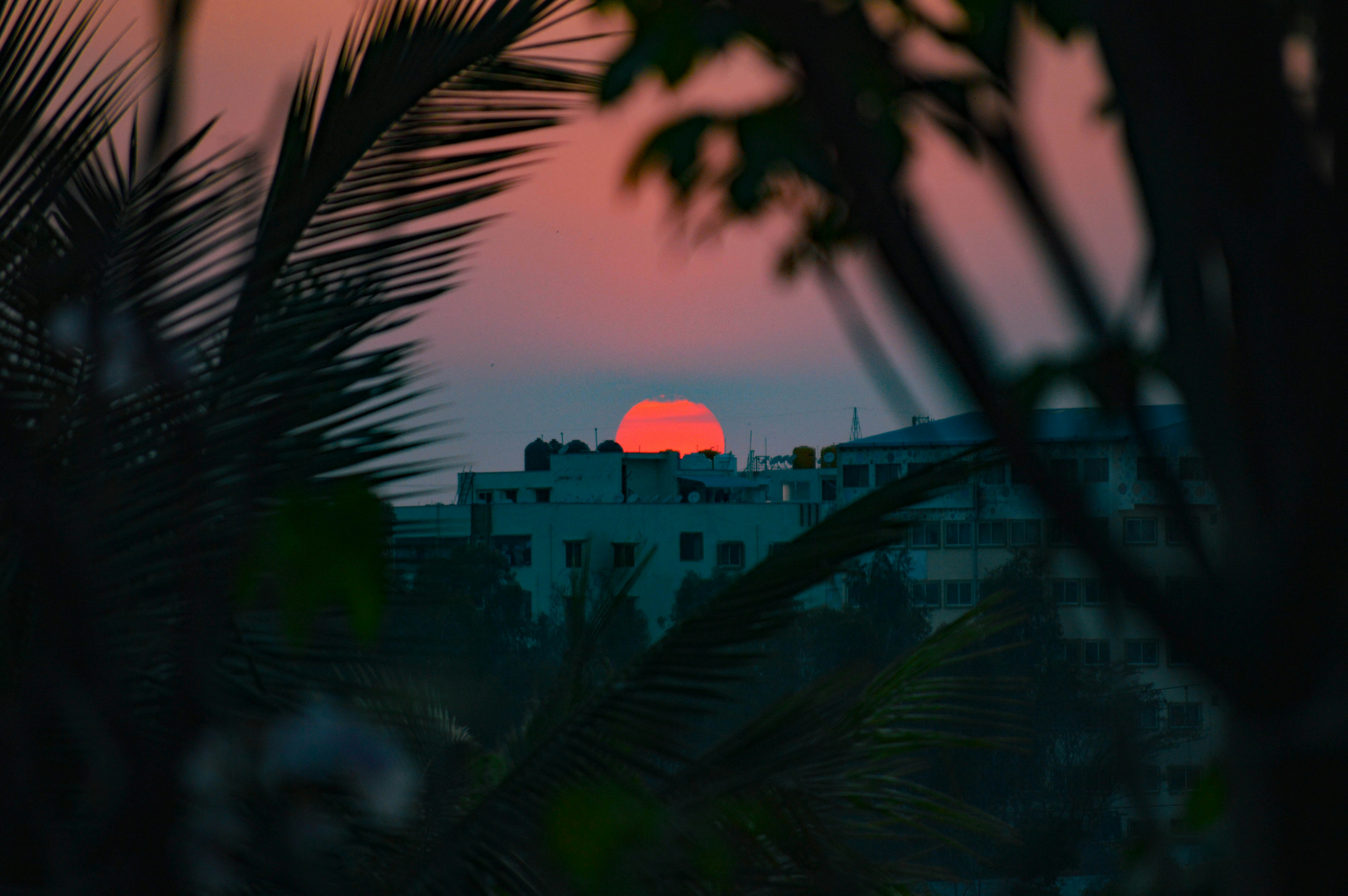Sunset Over Quiet Tide: A Distant City Framed by Fronds