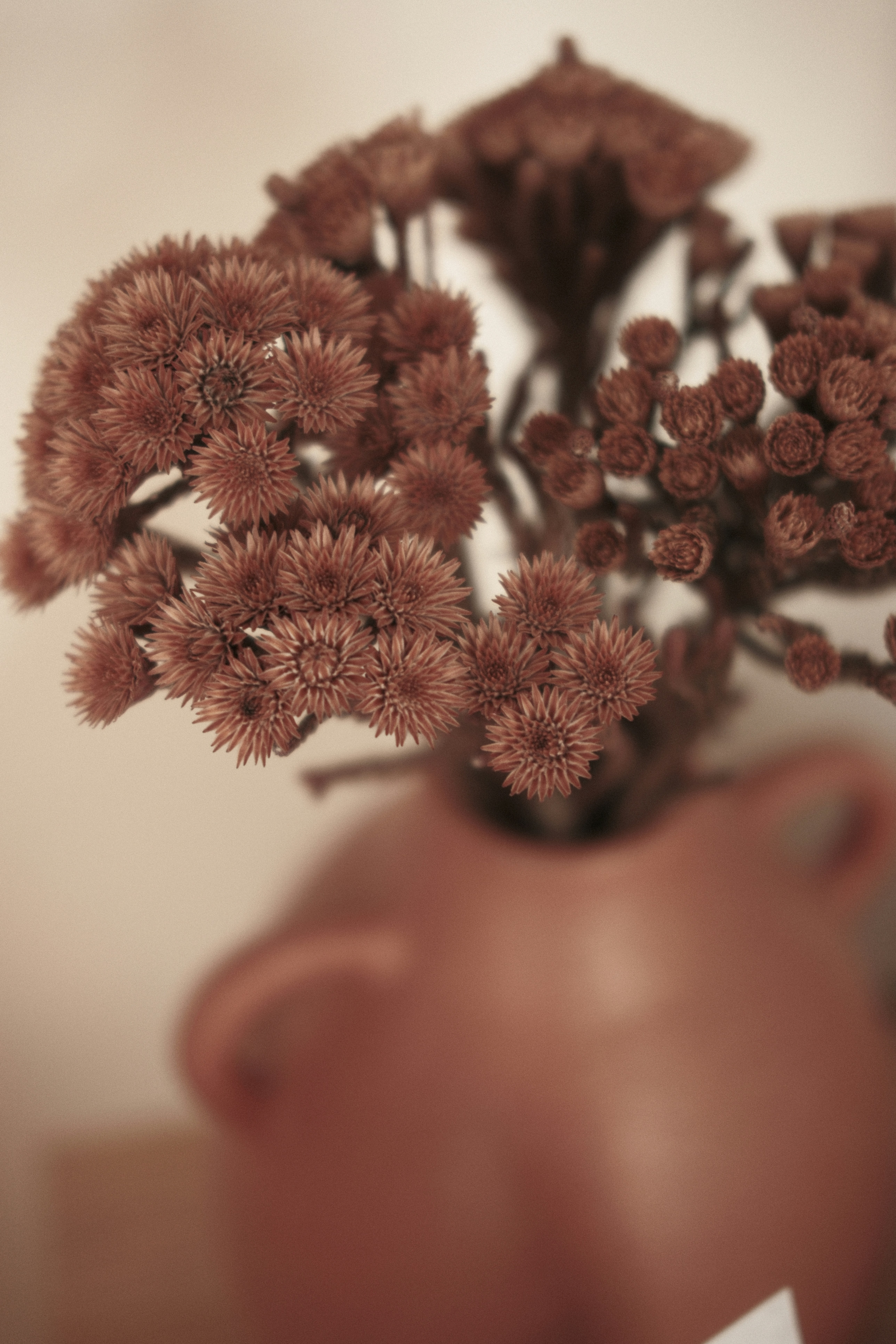 Velvet Sepia Pom-Poms: A Quiet Bouquet in Soft Focus