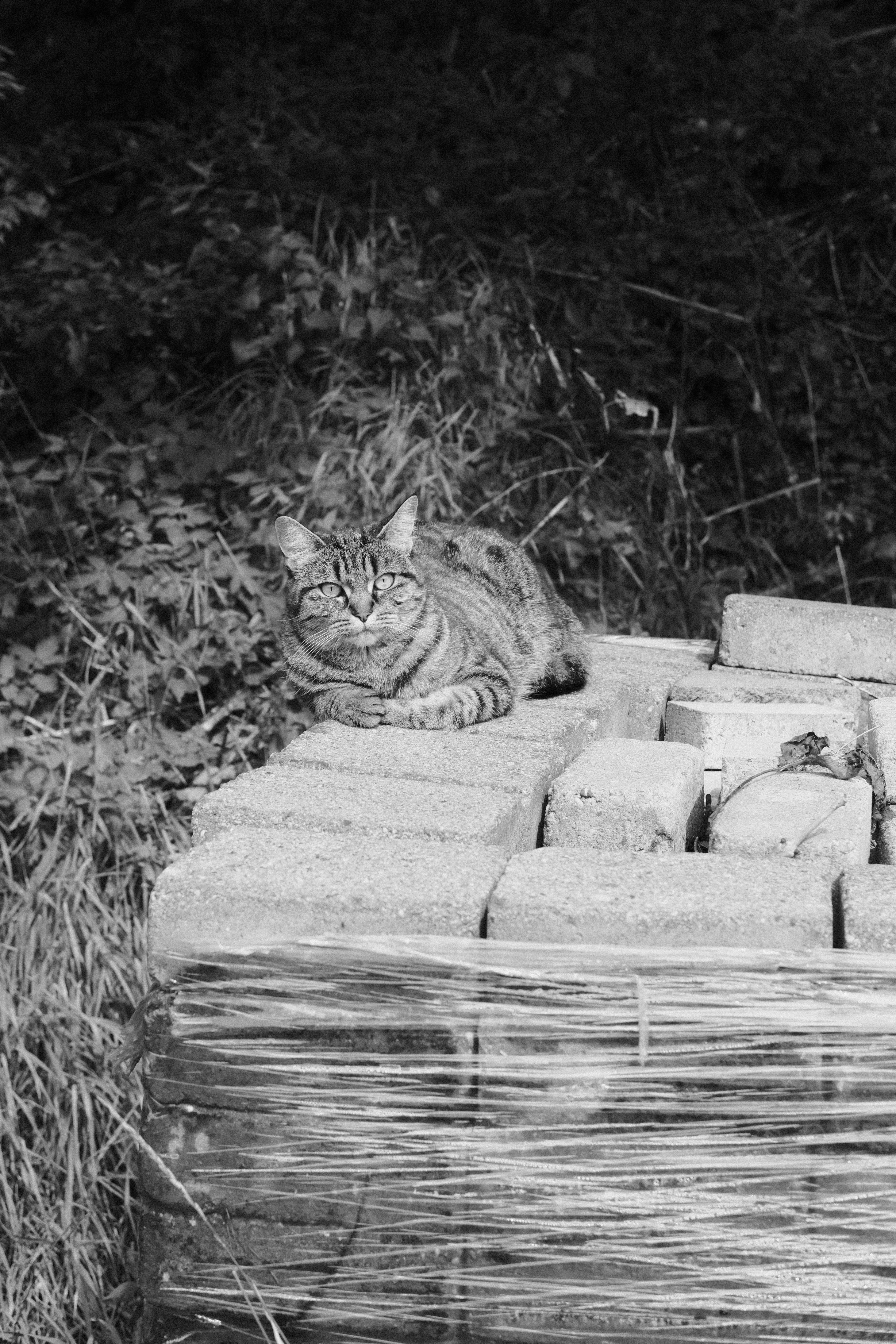 Tabby on a Concrete Perch: Quiet Vigil Among Bricks and Brush
