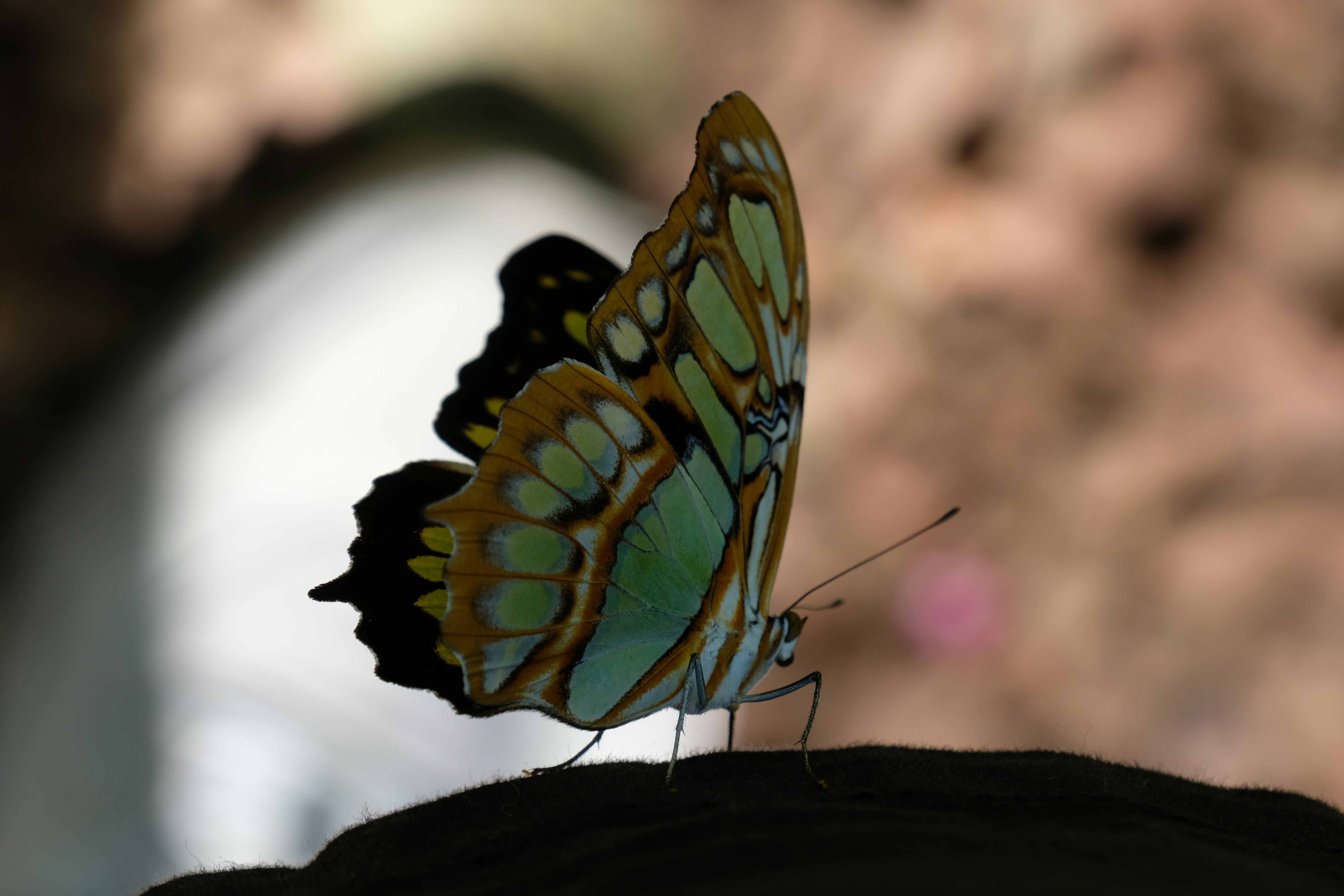 Teal Swallowtail on a Velvet Shadow