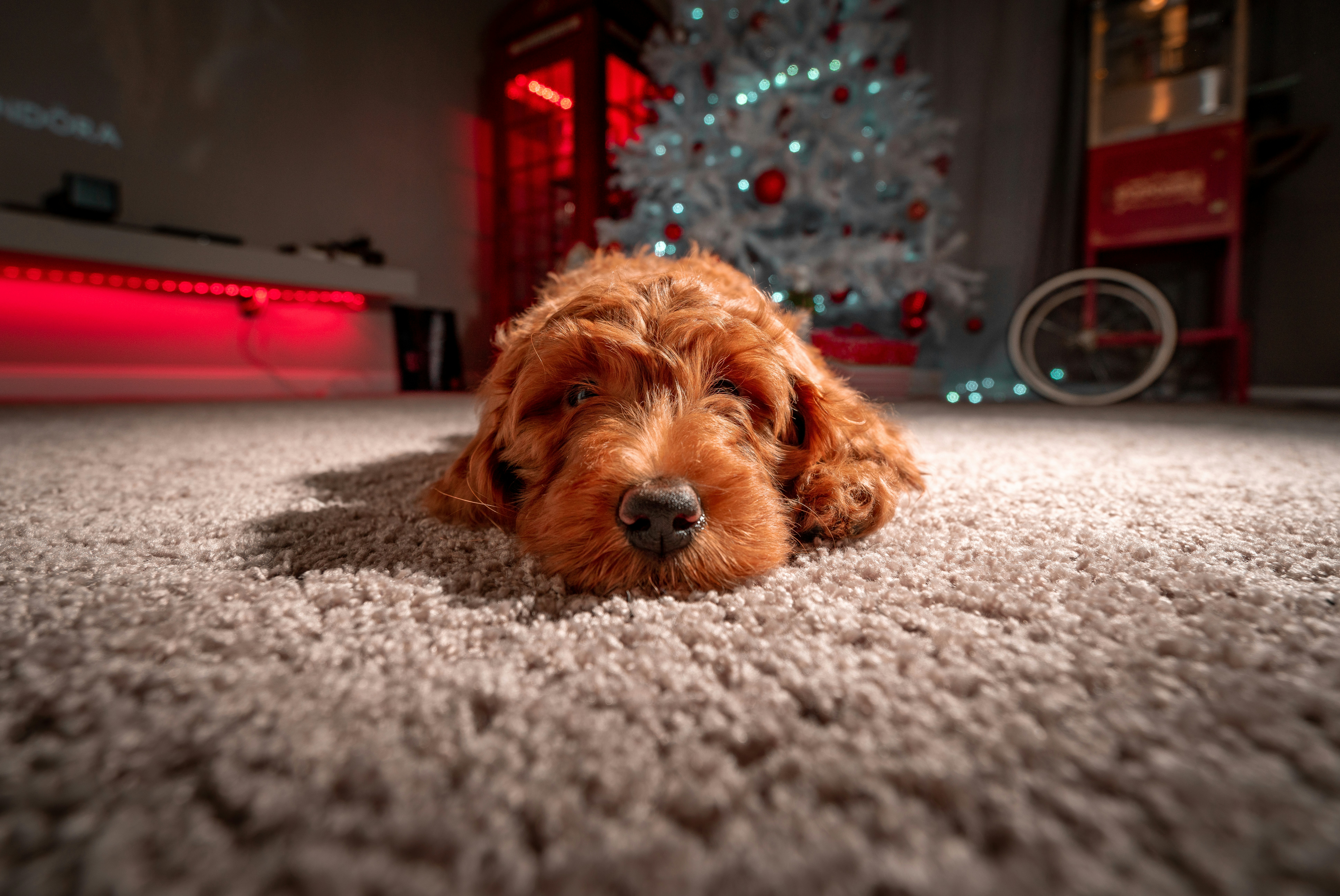 Low-Ciers of a Snoozing Pup: A Christmas Ground-Level Portrait