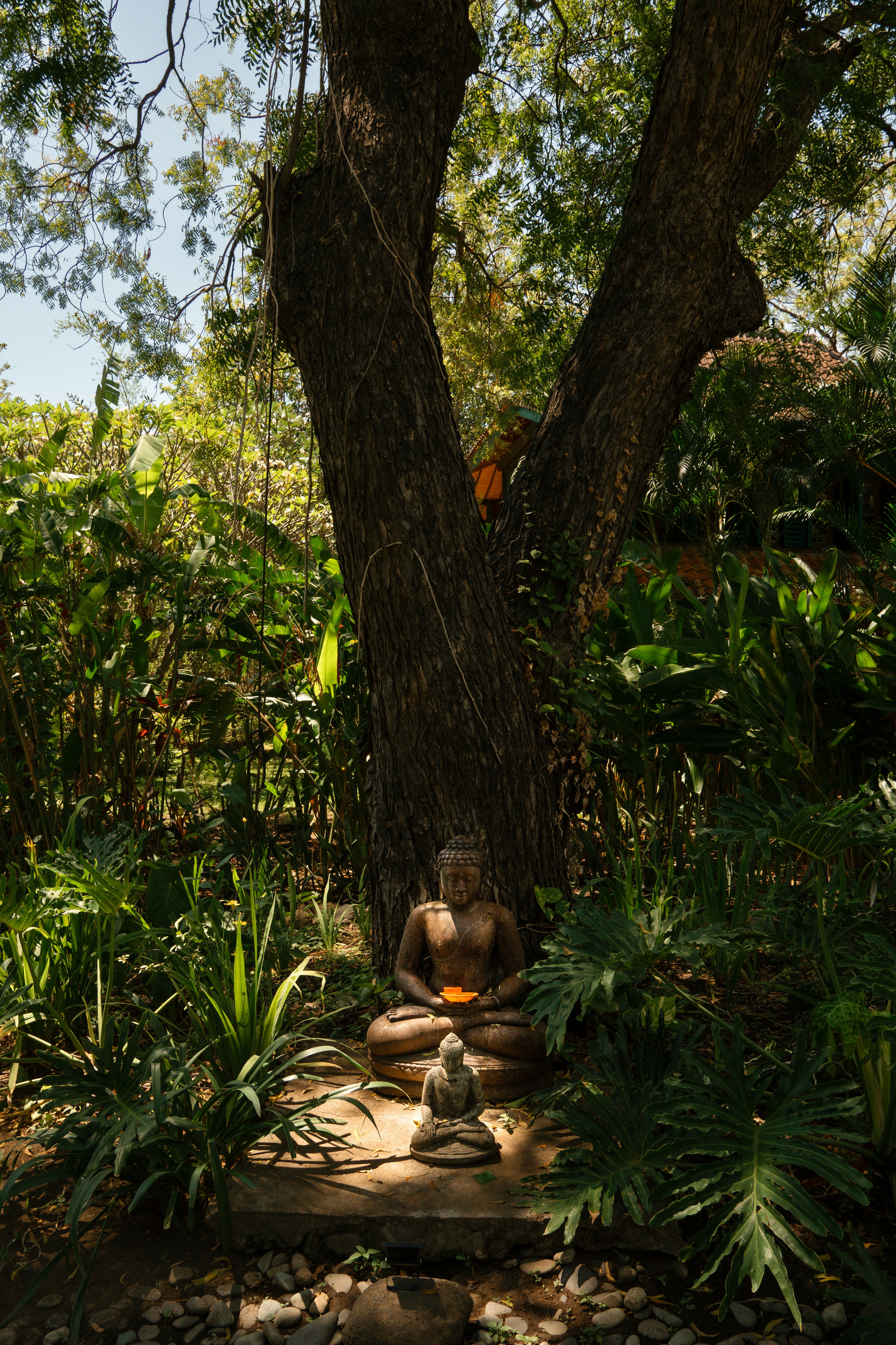 Serenity Amidst Nature's Embrace