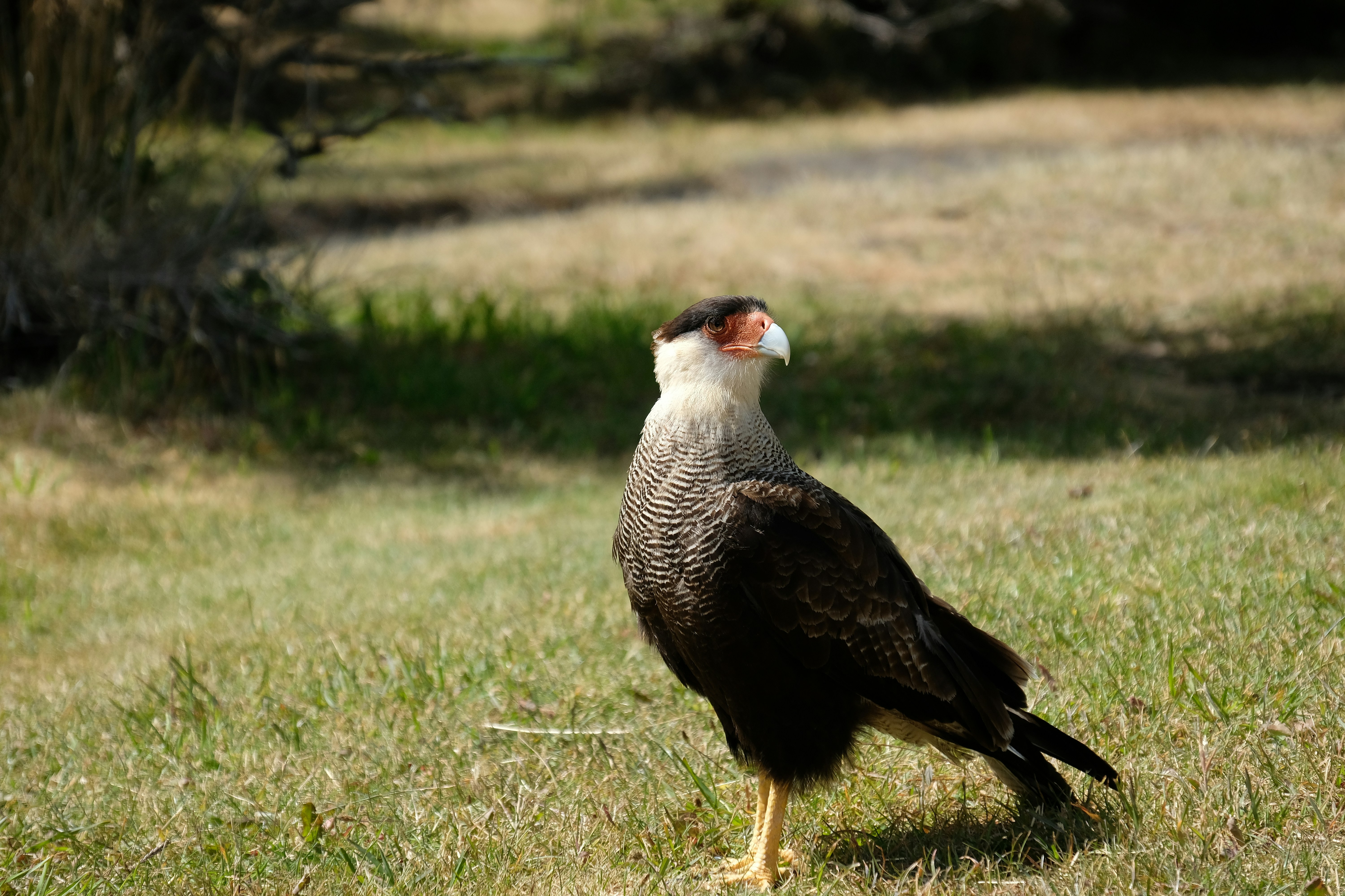 A regal bird of prey stands poised in a sunlit field, showcasing its striking plumage and keen gaze. The scene captures the essence of wildlife in its natural habitat.