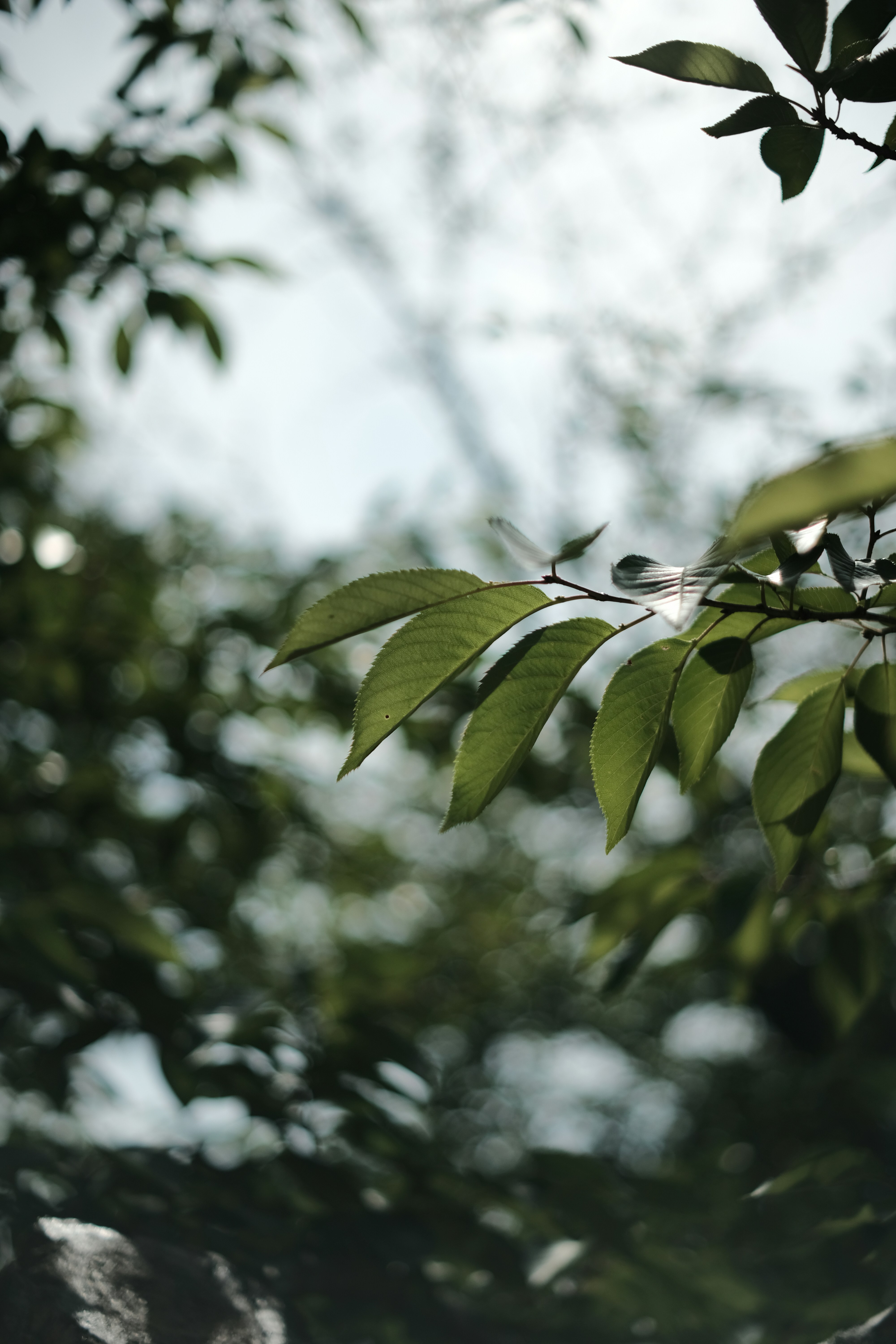 Photo by MAK with Fujifilm X-T20