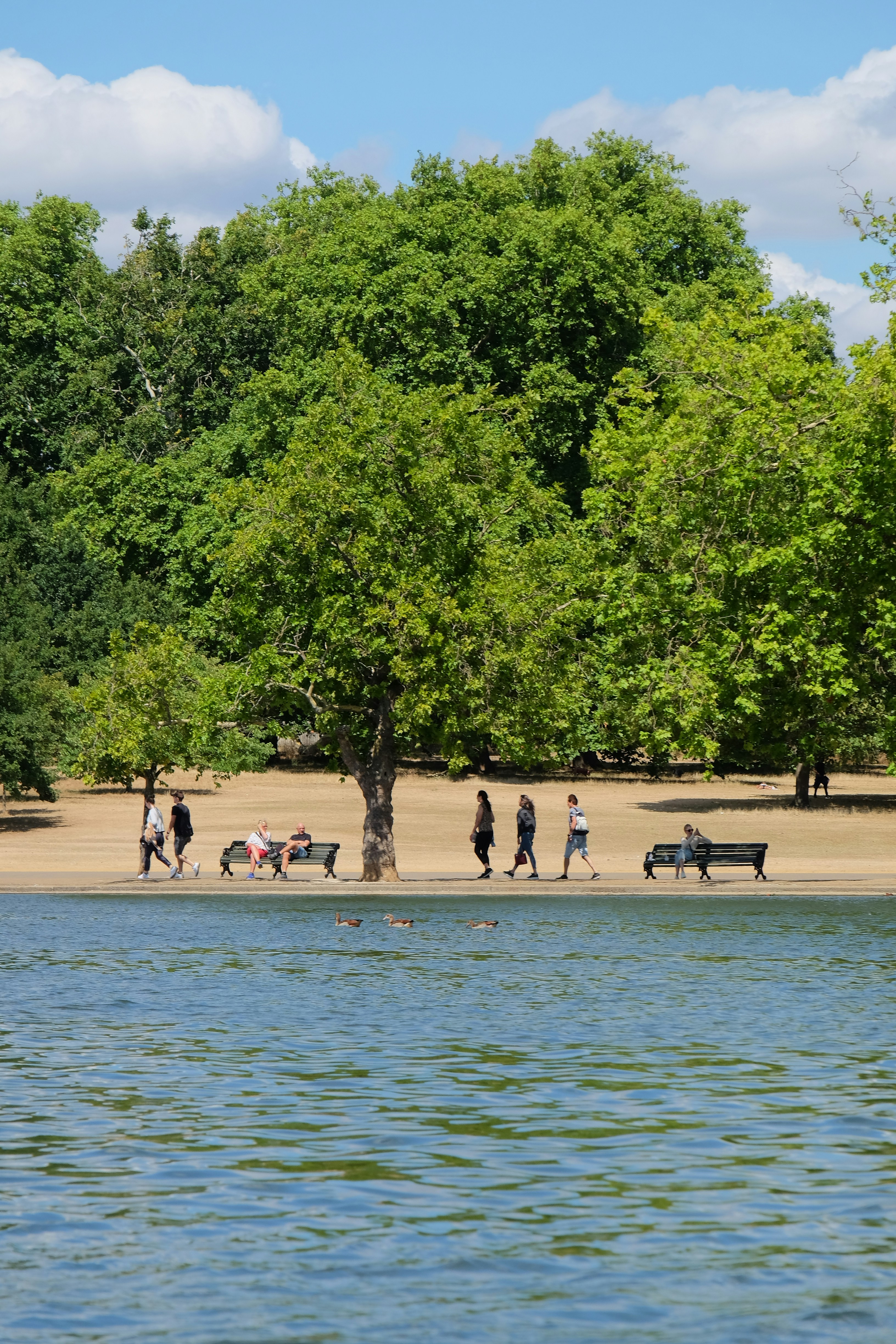 Lakeside Footpath Under a Verdant Canopy