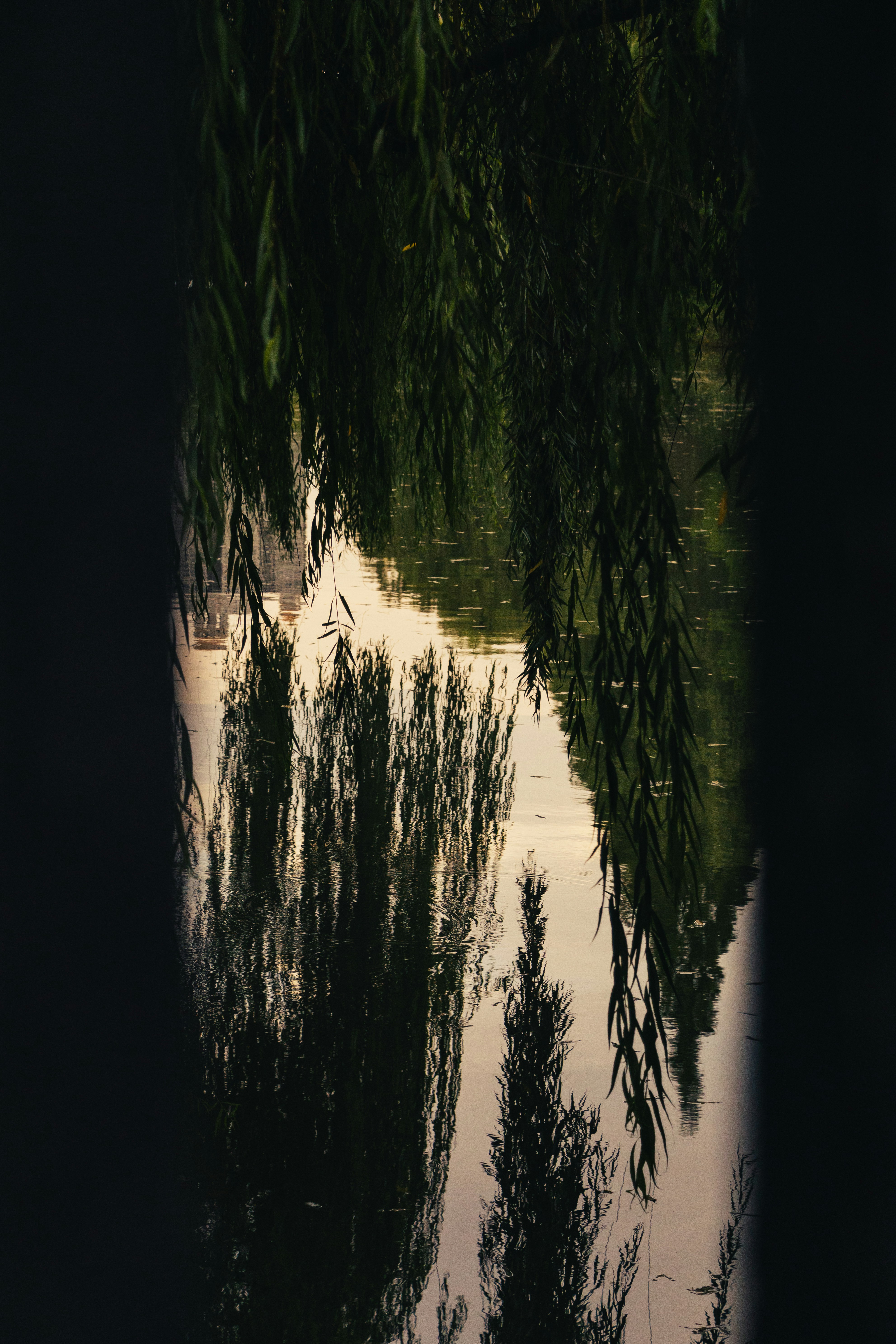 Willow Veil Over a Quiet River at Dusk