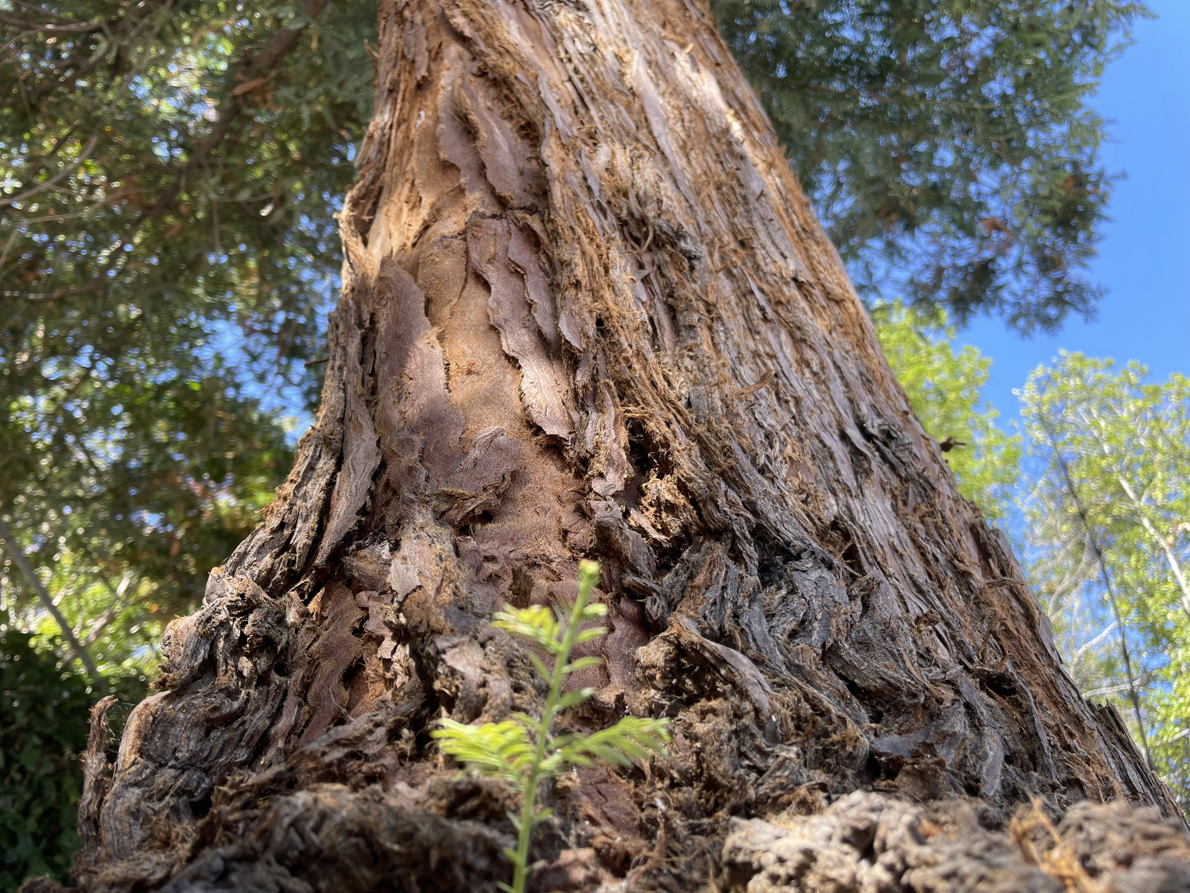 Armor of Time: Close-Up View of Pine Bark Reaching Toward the Sky