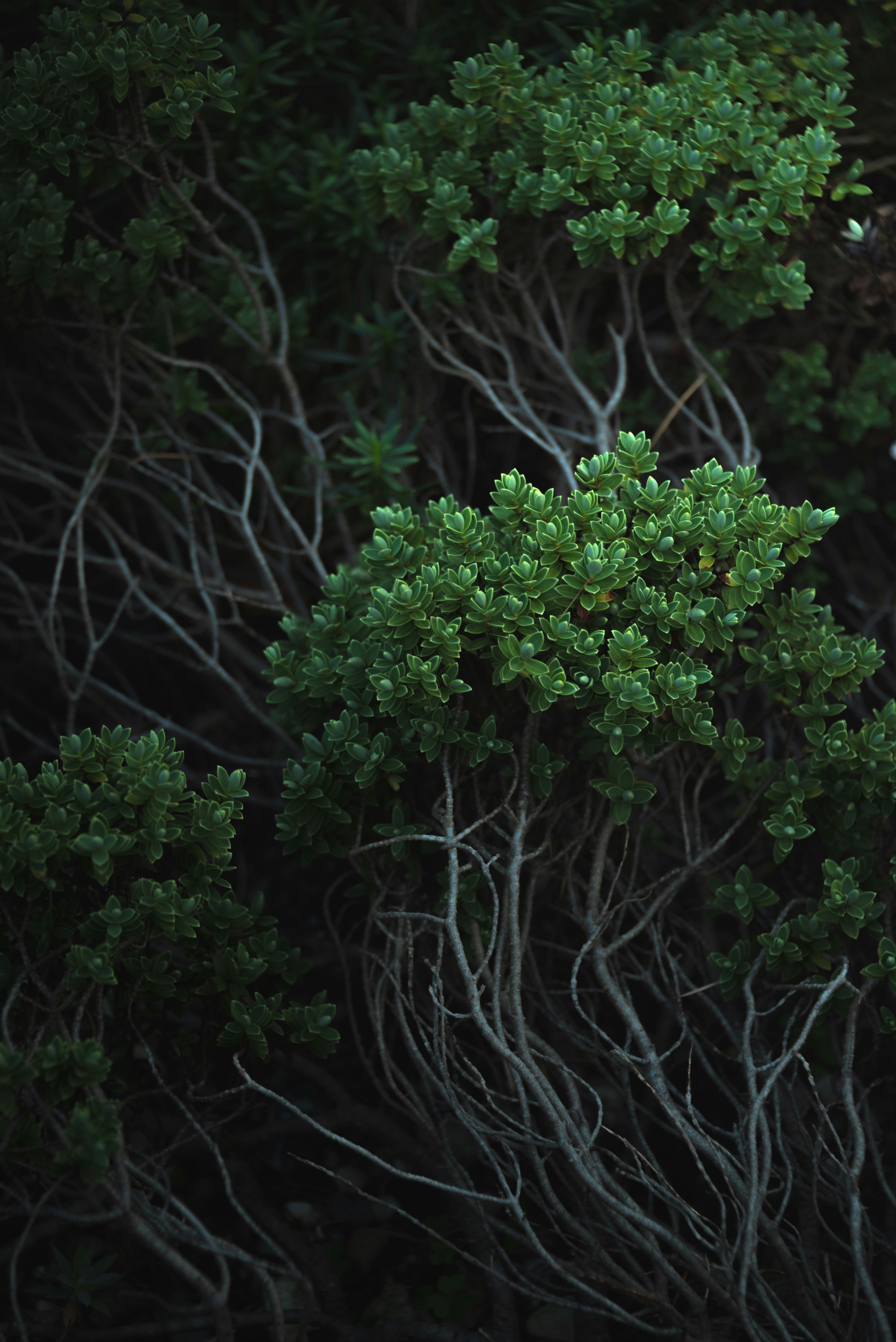 Emerald Crown Amid Skeletal Twigs