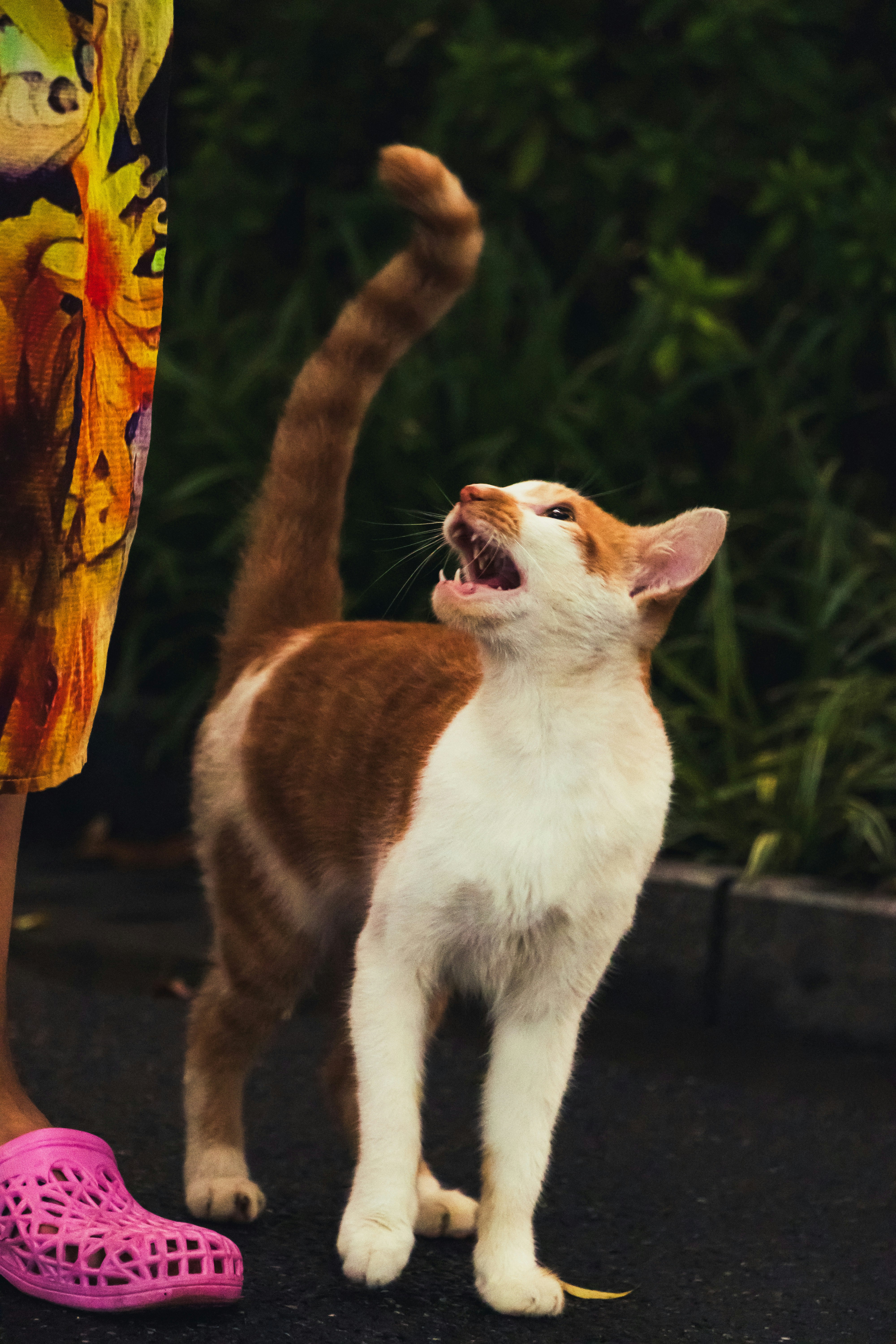 Cat on the Prowl: Toying with a Laughing Moment