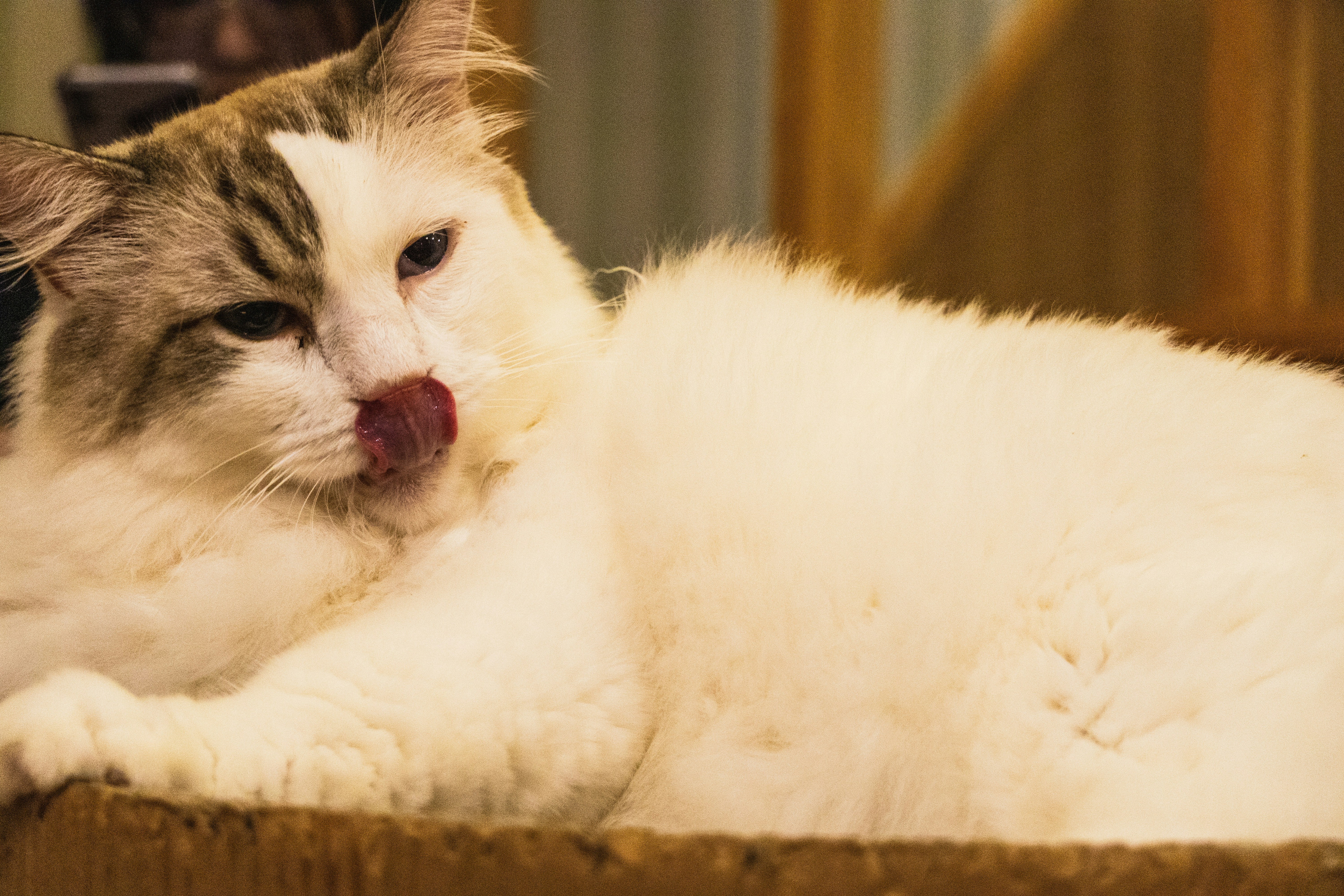 Amber Quiet: a cat savoring a warm, fluffy throne
