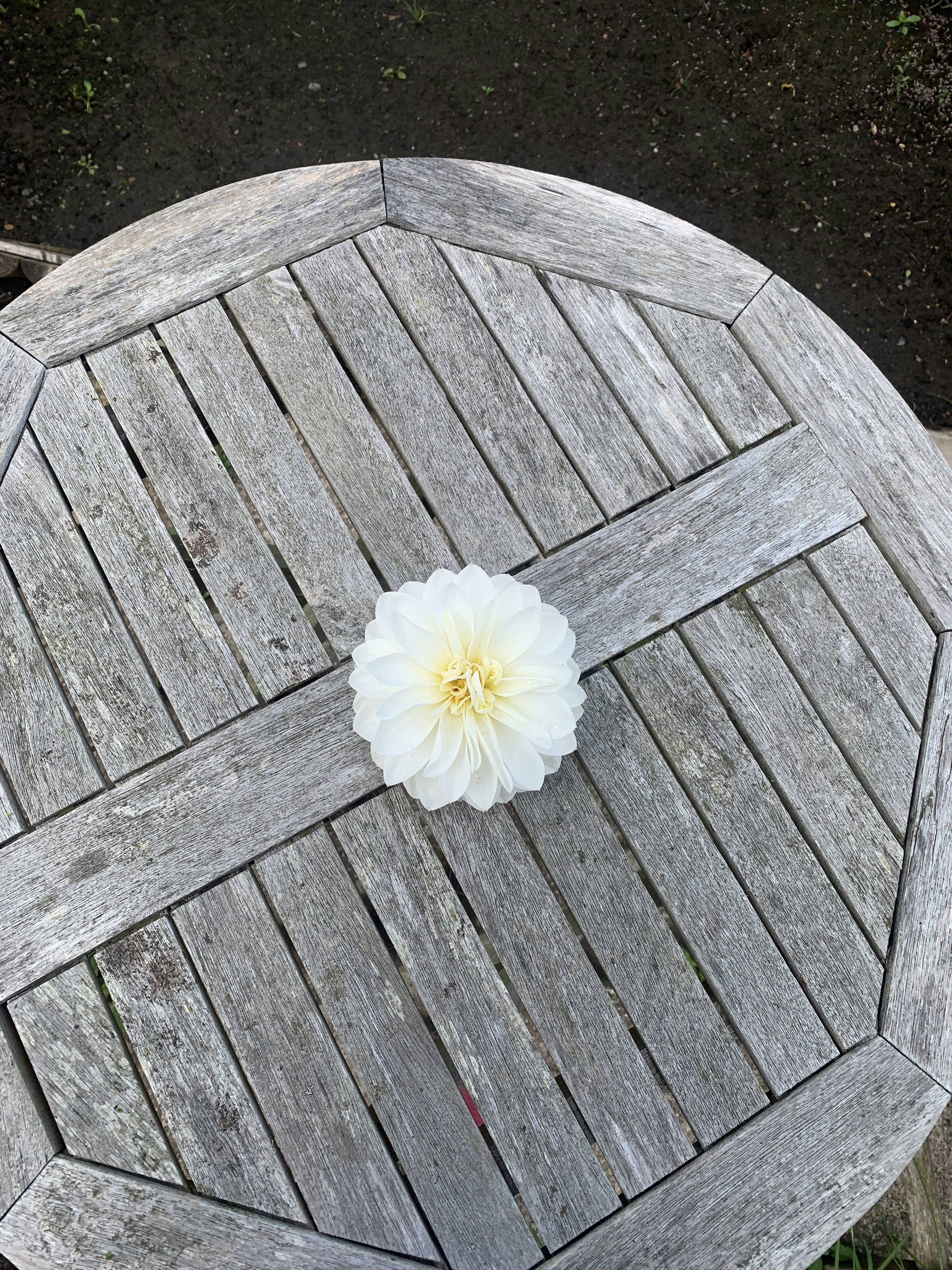 Centered White Dahlia on Weathered Circular Wood Table