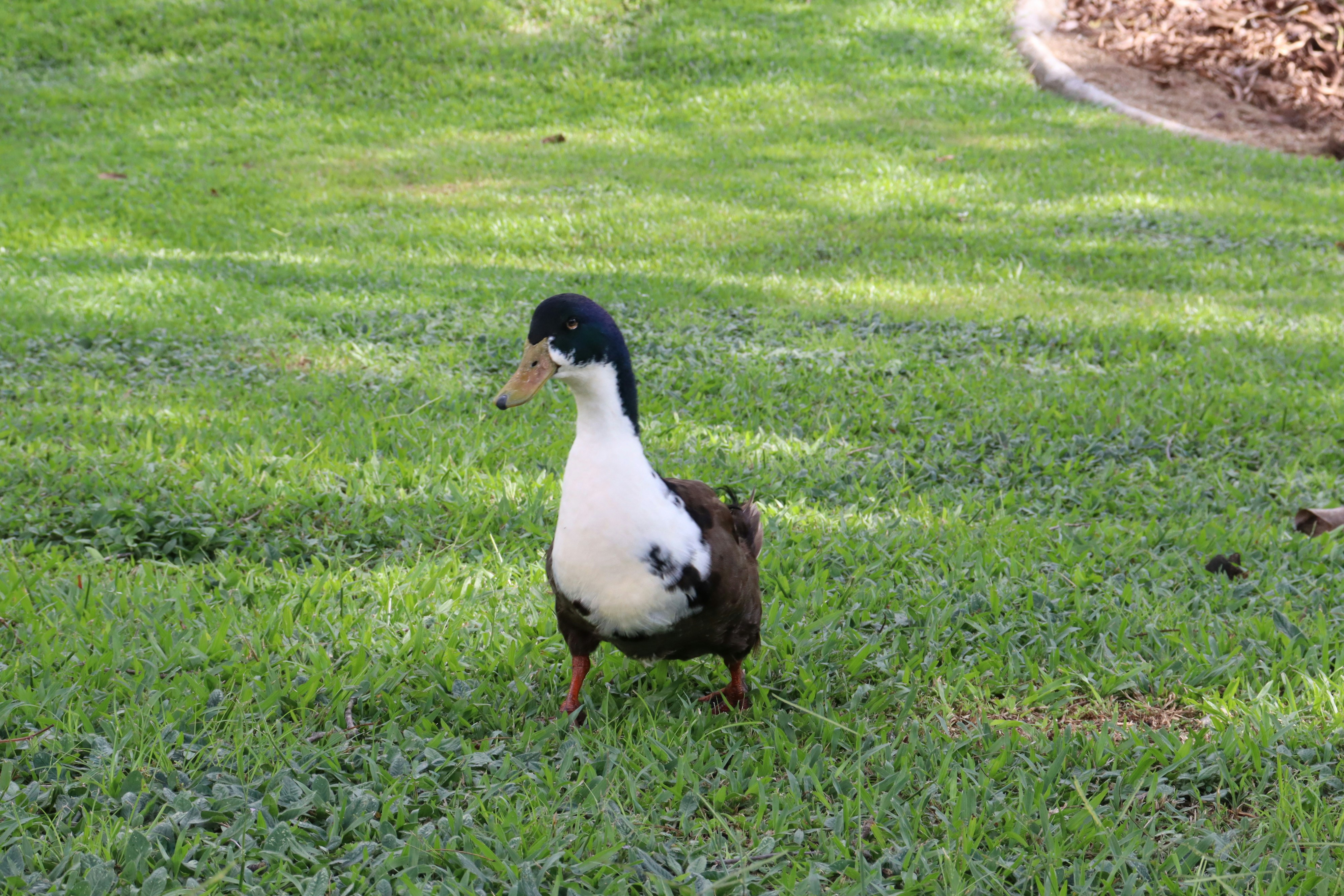 Parkland Sentinel: A Mallard Strolls Across Sunlit Grass