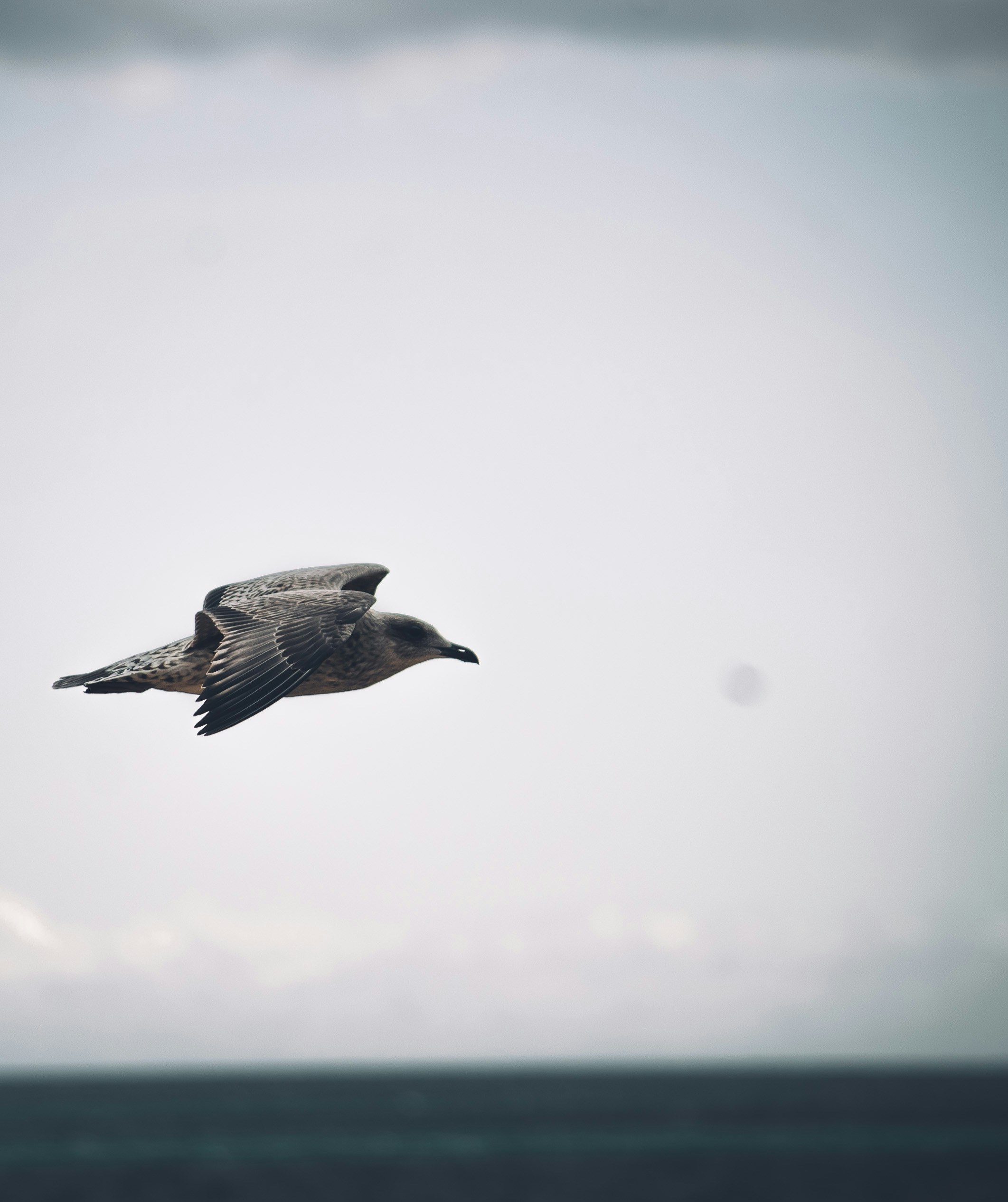 Wingbeat Over a Quiet Horizon: Seabird in Flight