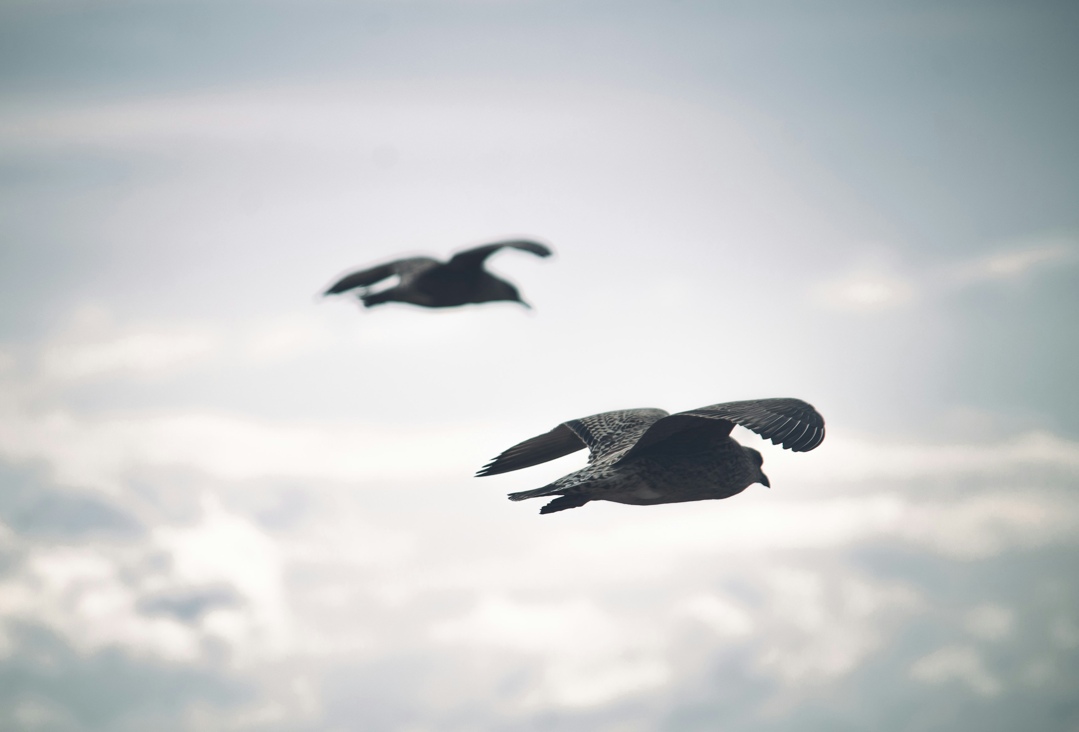 Crosswinds and Cloudlight: Two Ravens in Flight