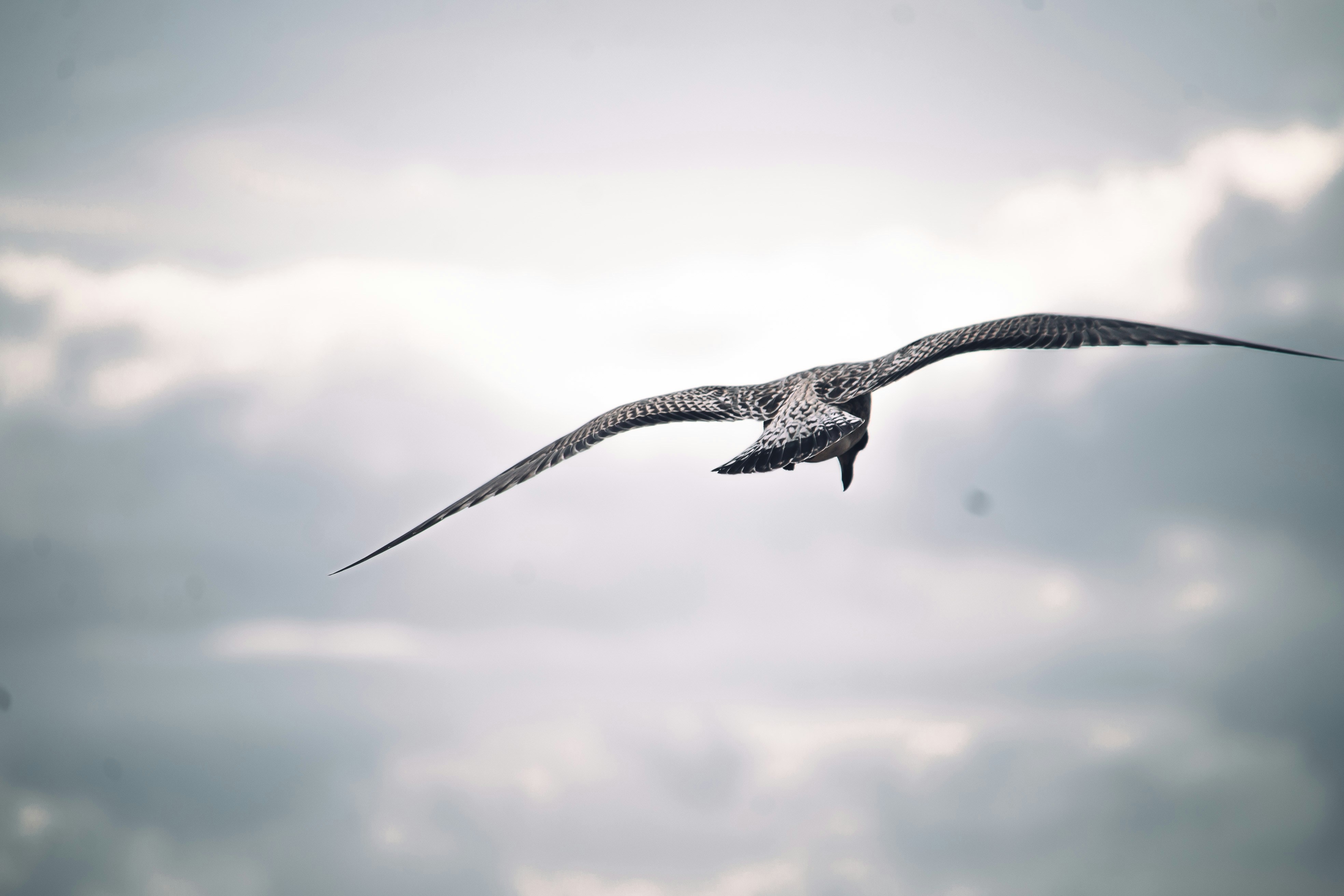 Gull in a Clouded Sky: Wings Outstretched Over a Quiet Horizon