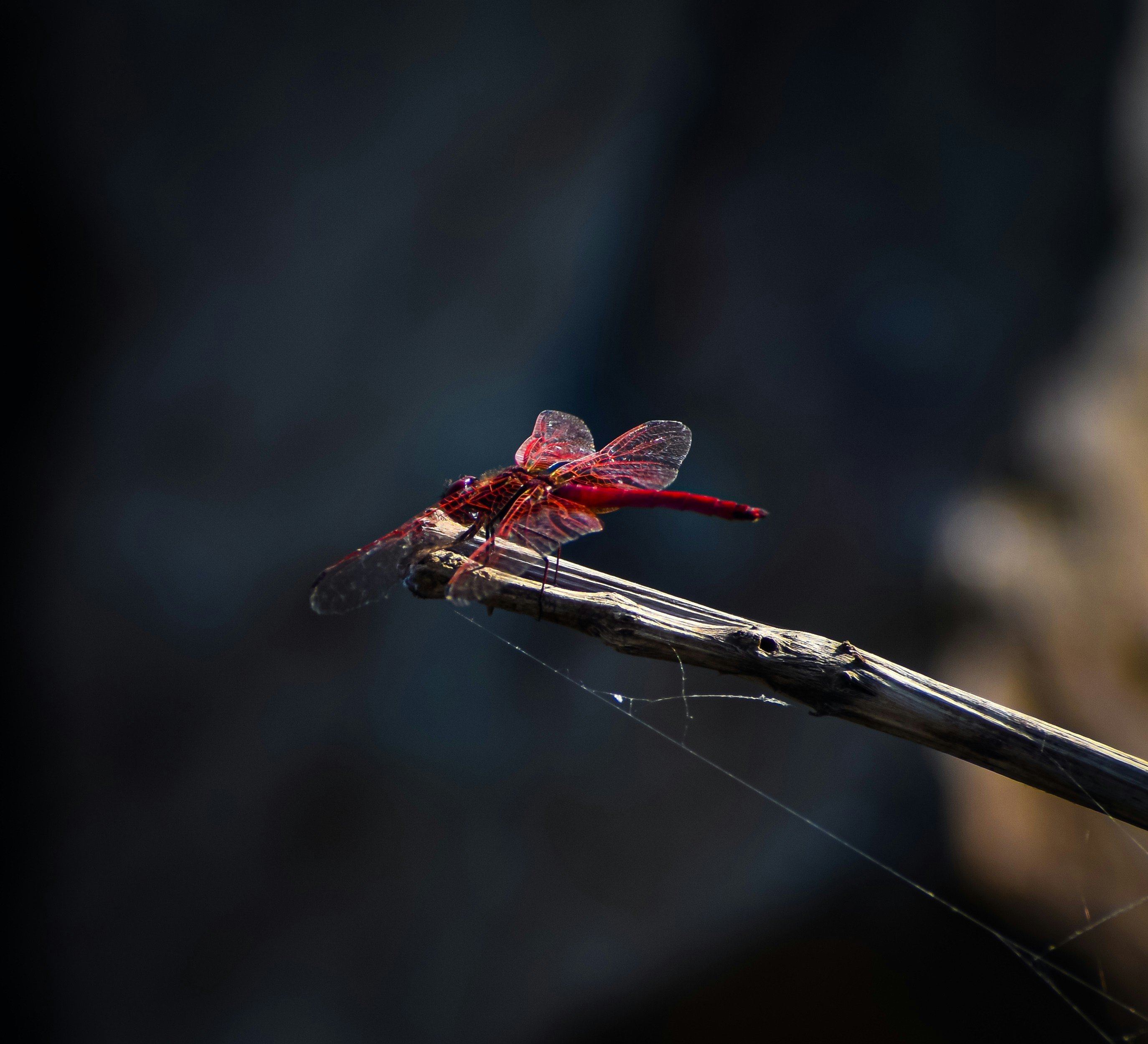 Crimson Dragonfly at the End of a Silk Thread