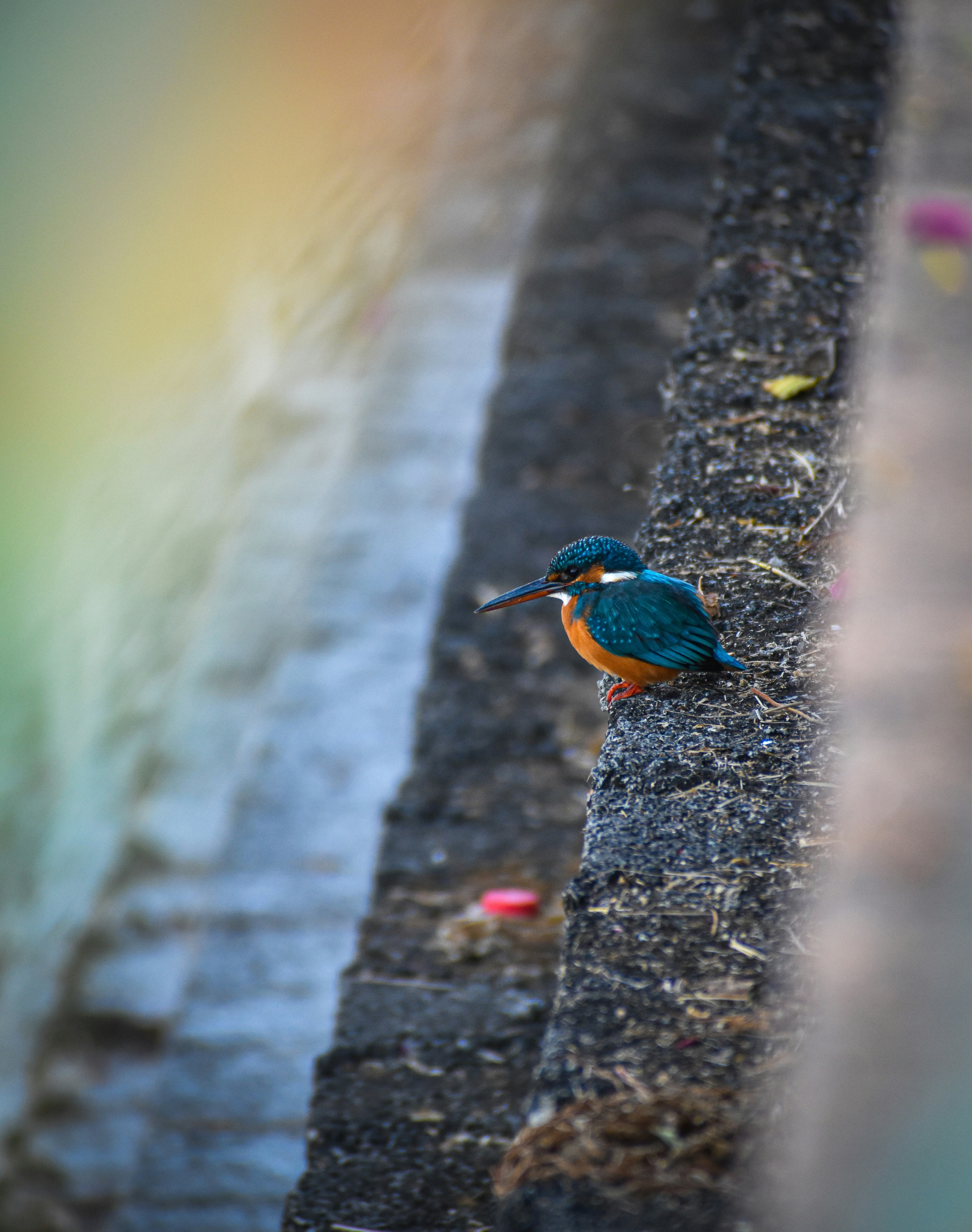 Azure Dancer: A Kingfisher Perches along a Weathered Channel Wall