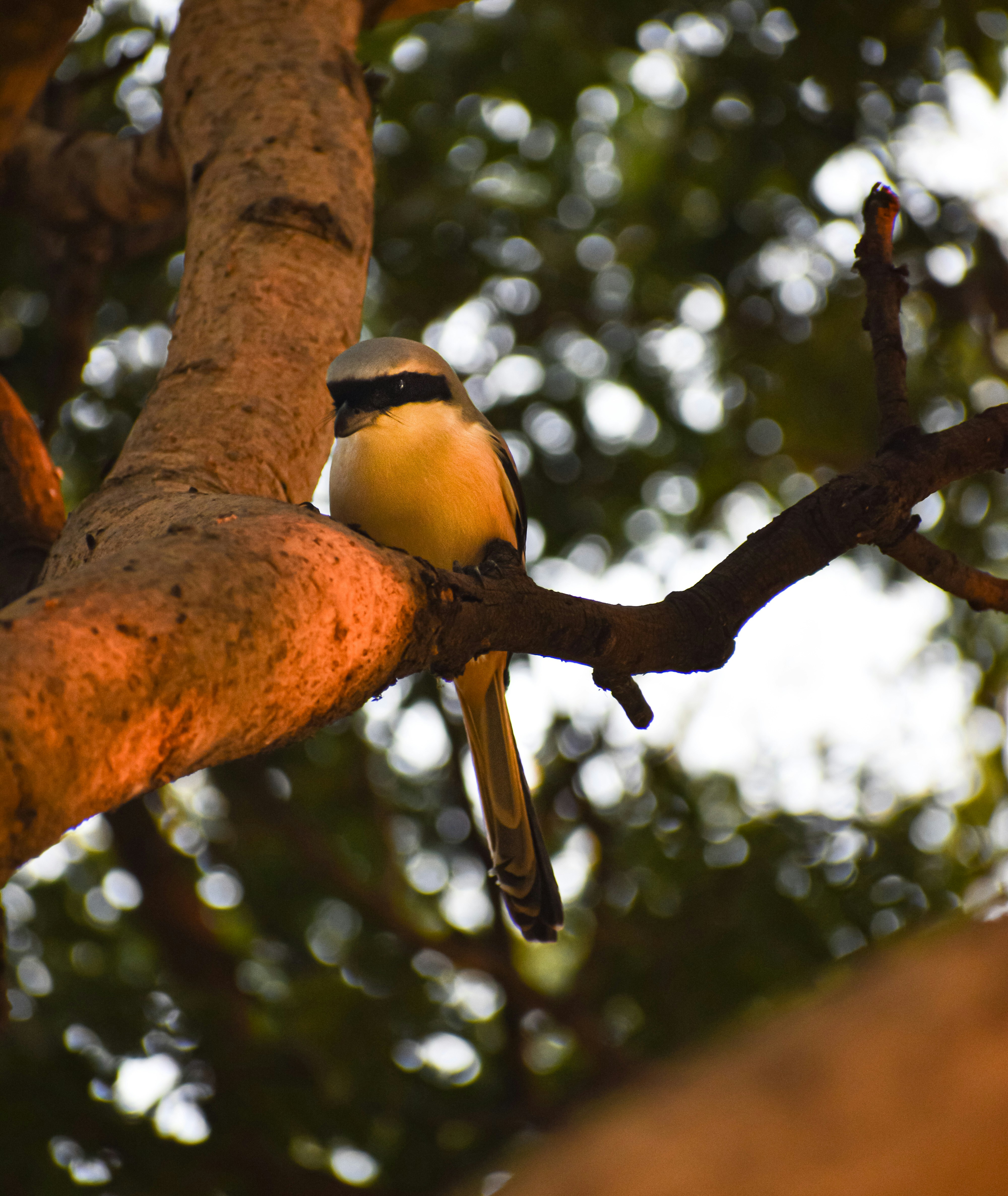 Amber-tinged Perch in Dappled Light
