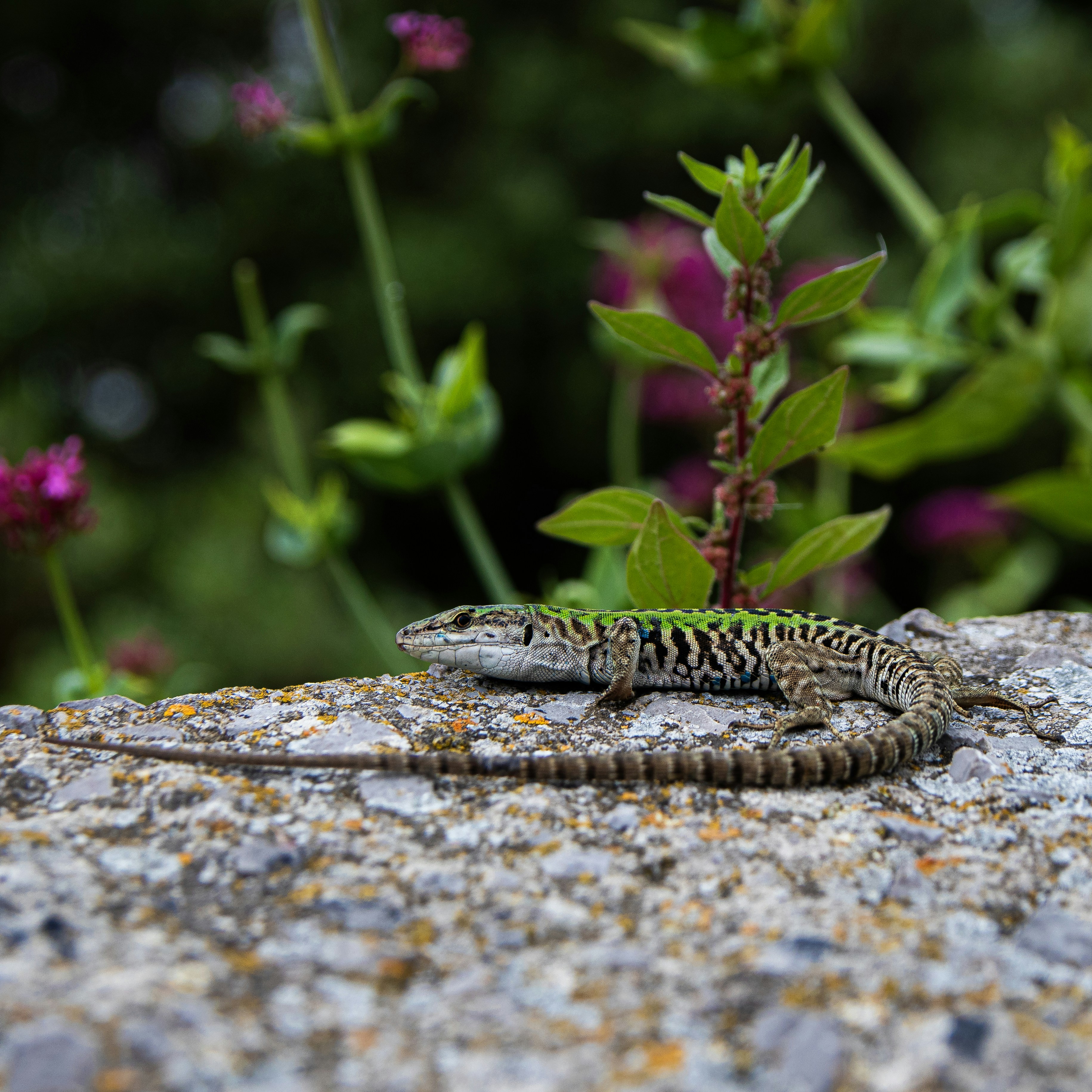 Stone Lizard: Sunlit Camouflage on a Lichen-Flecked Surface