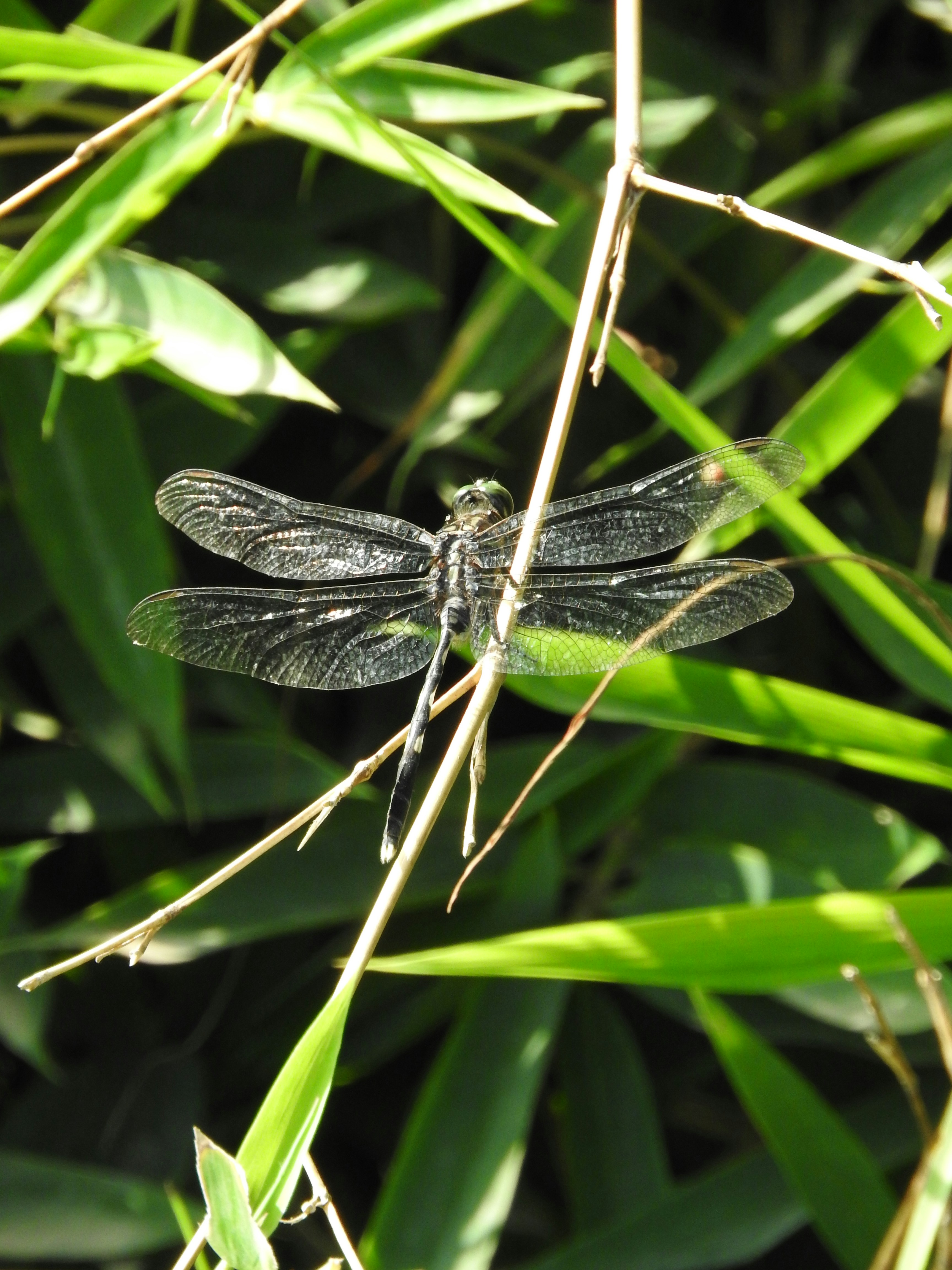 A dragonfly perched gracefully on slender branches amidst vibrant green foliage.