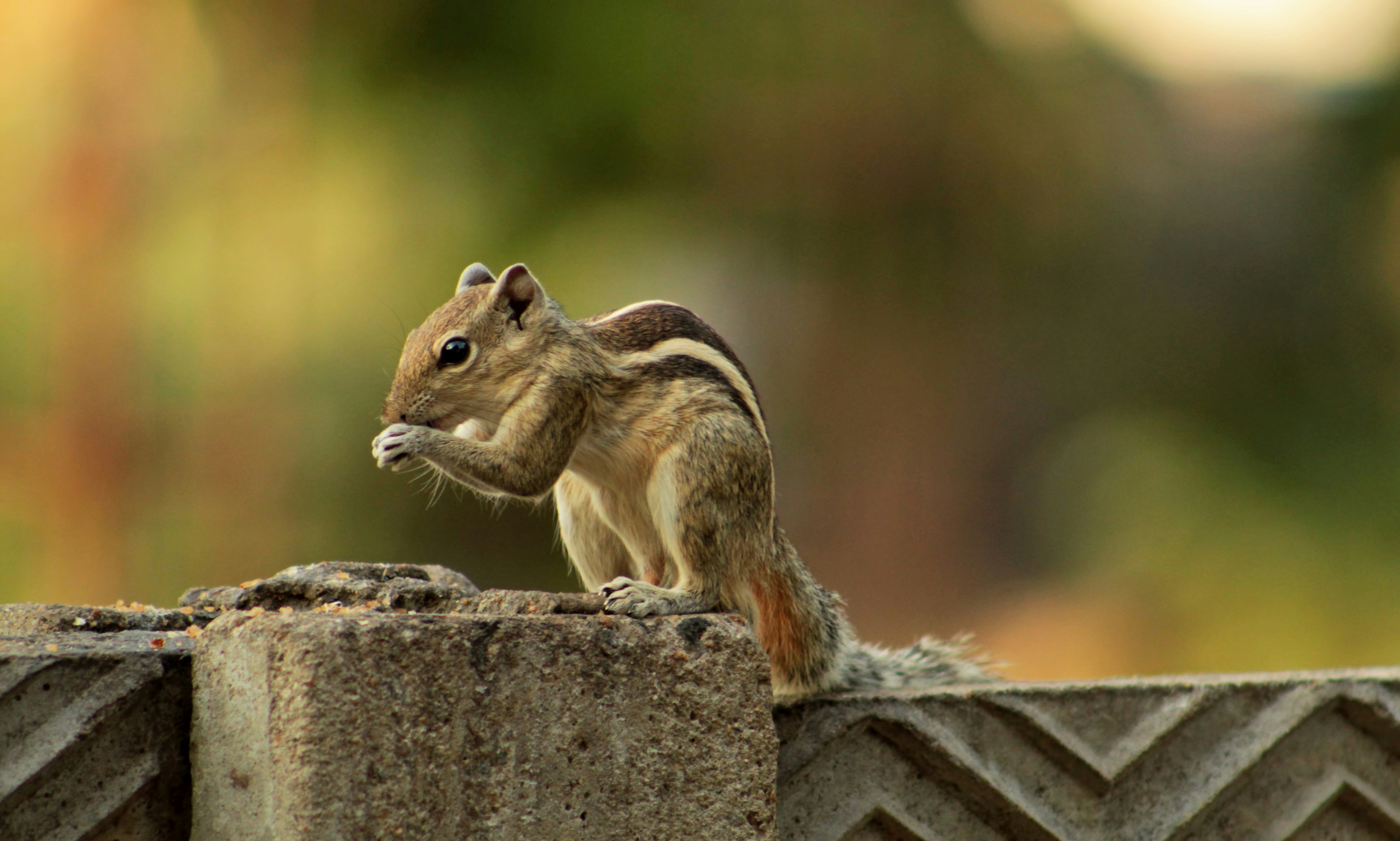 Squirrel on a Concrete ledge: a moment of alert balance