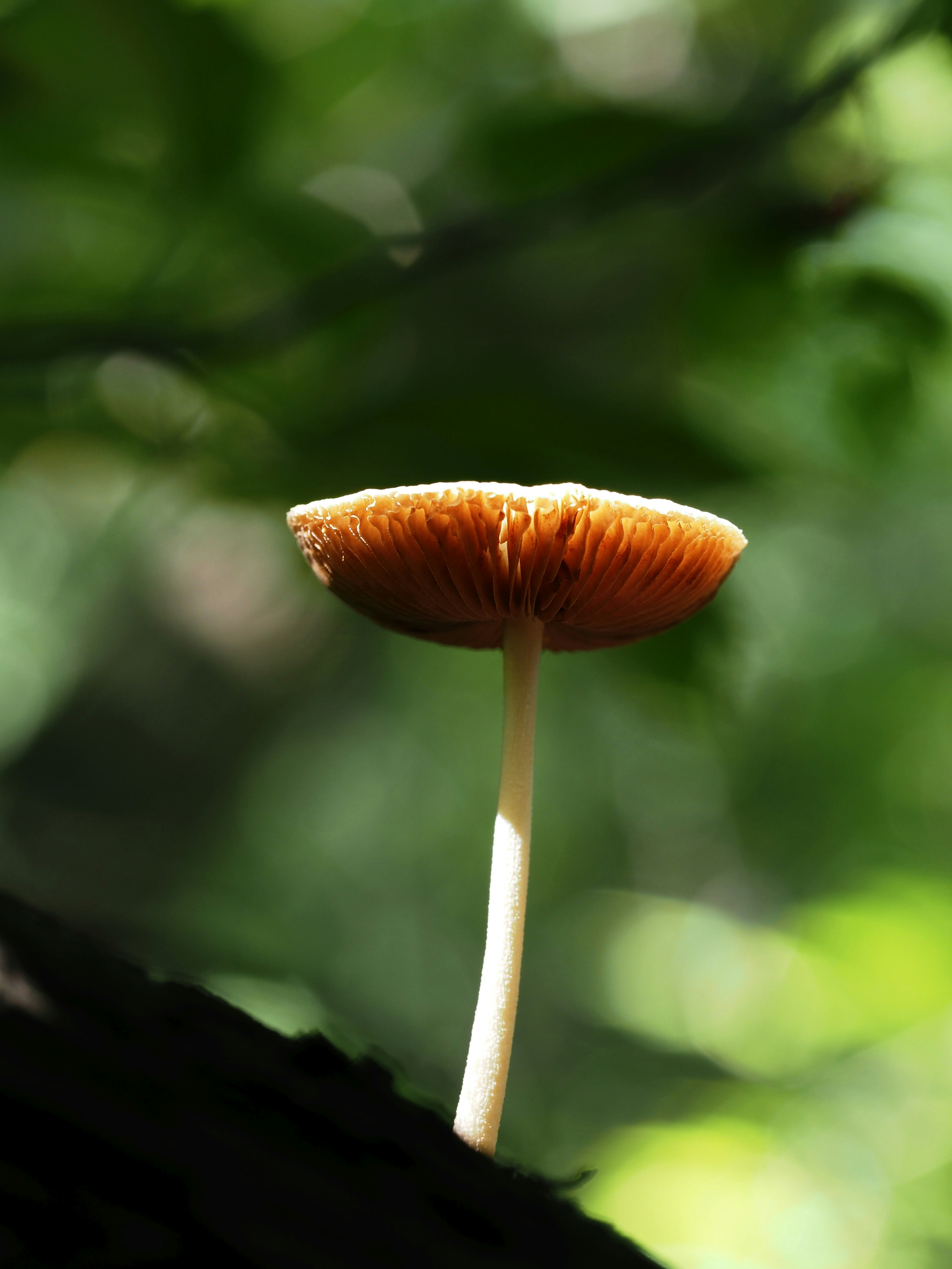 Amber Cap in a Quiet Green: Macro Portrait of a Mushroom