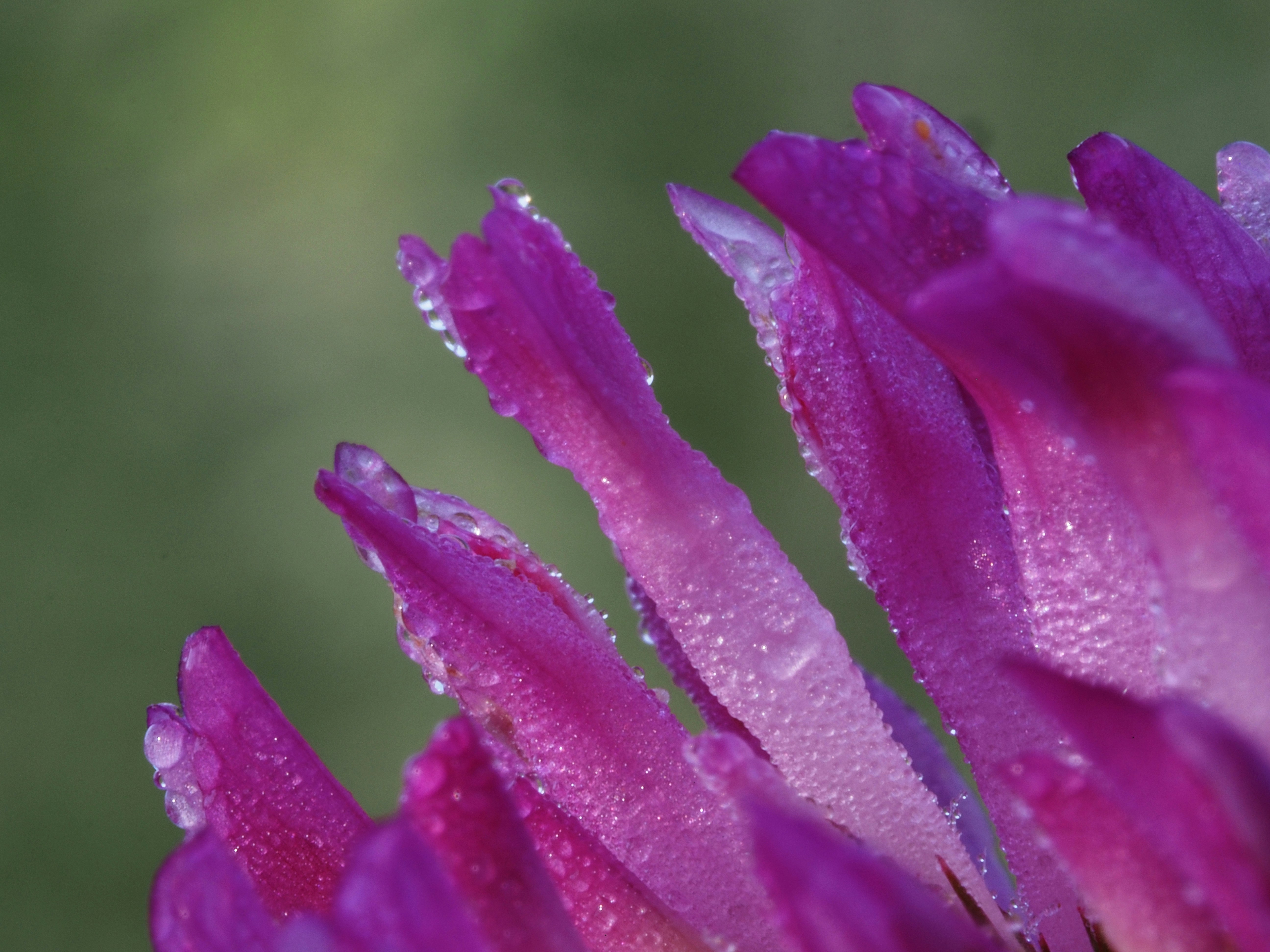Dew-Kissed Amethyst: A Macro Portrait of Purple Petals